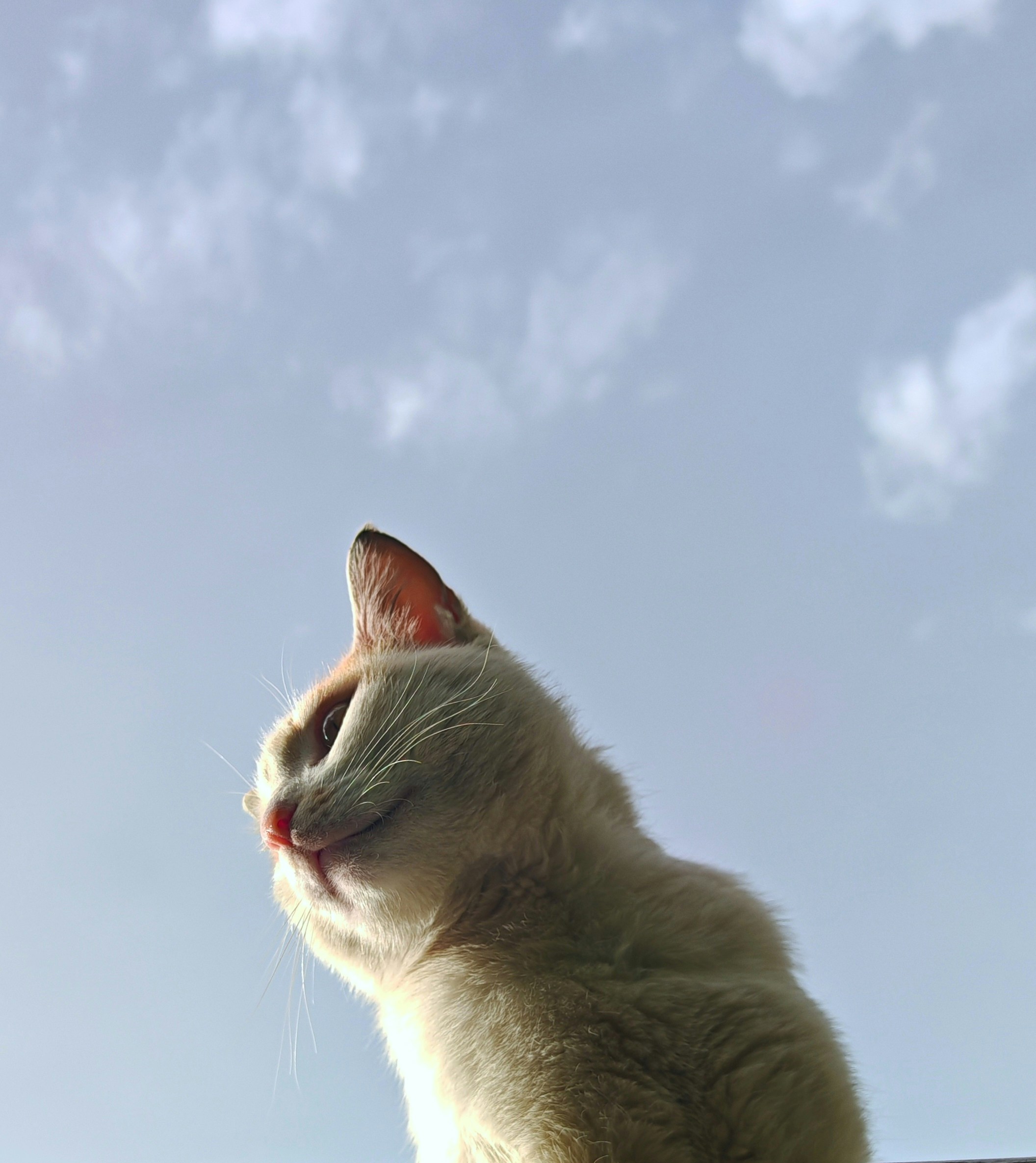 Low-Angle Portrait of a Curious Kitten Against a Clear Sky