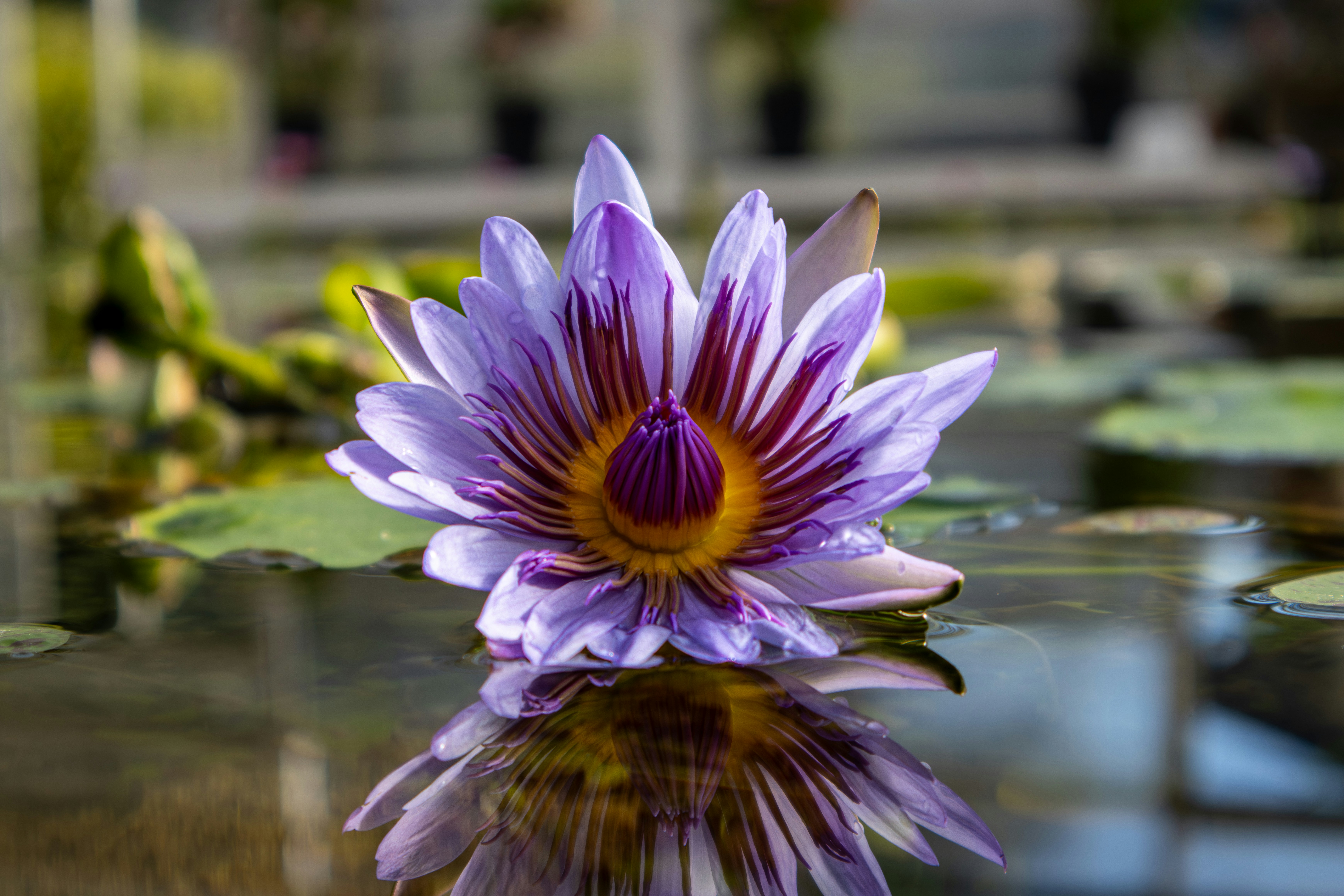 Floating Bloom: Violet Waterlily in Mirror-Shell Reflections