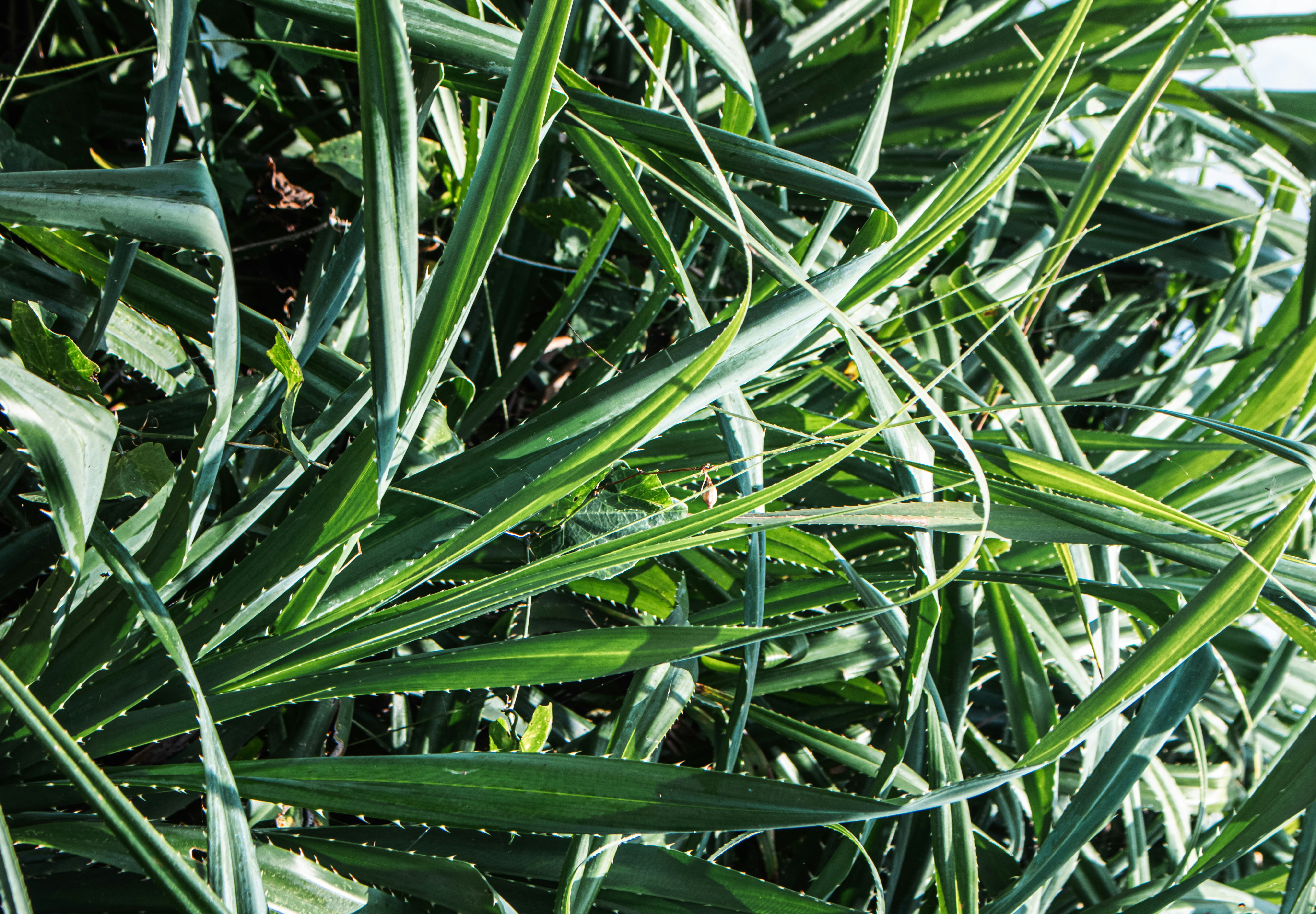 Green Tangle: A Close-Up of Sharp Foliage