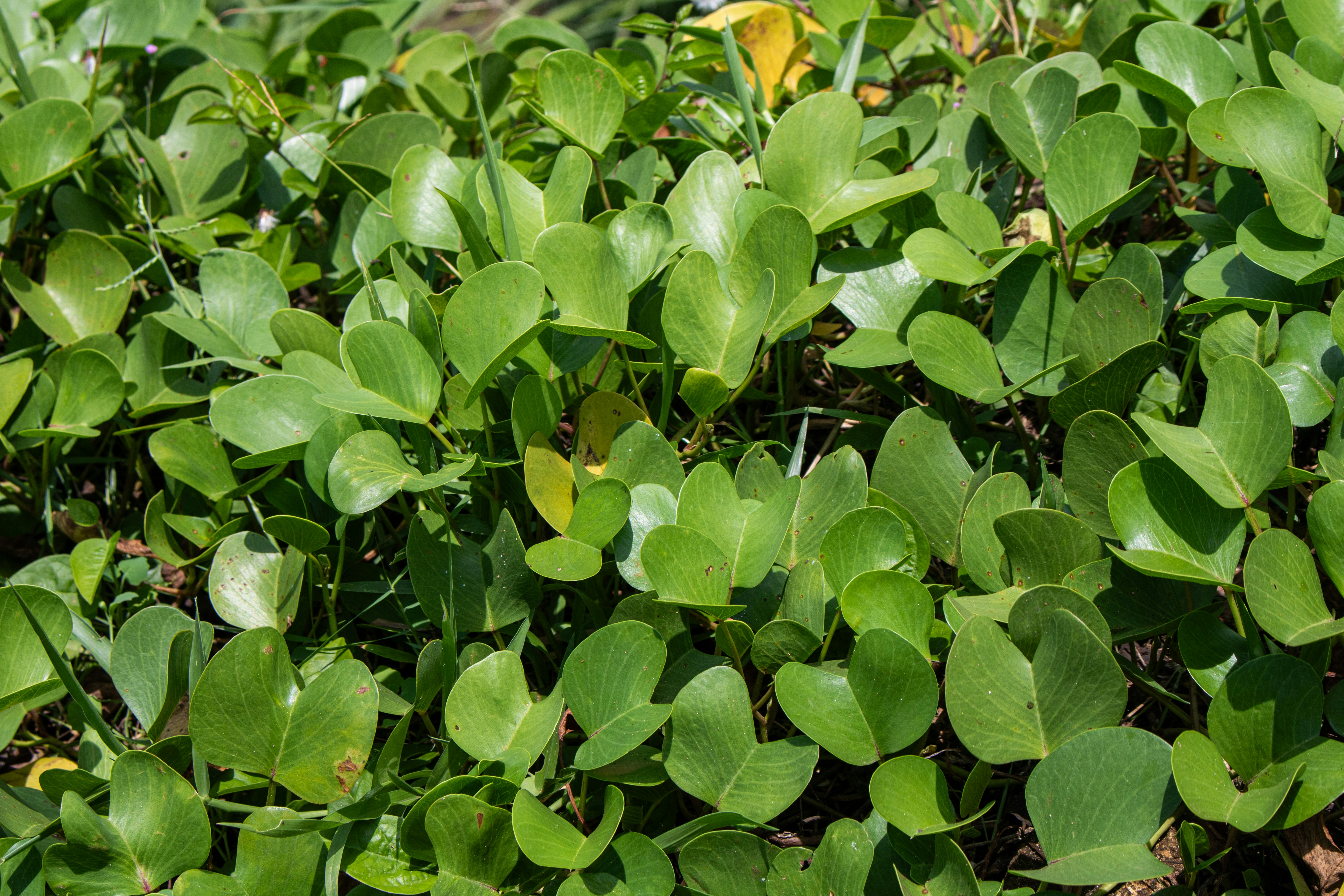 Vibrant Green Groundcover: A Close-Up of Fresh Foliage