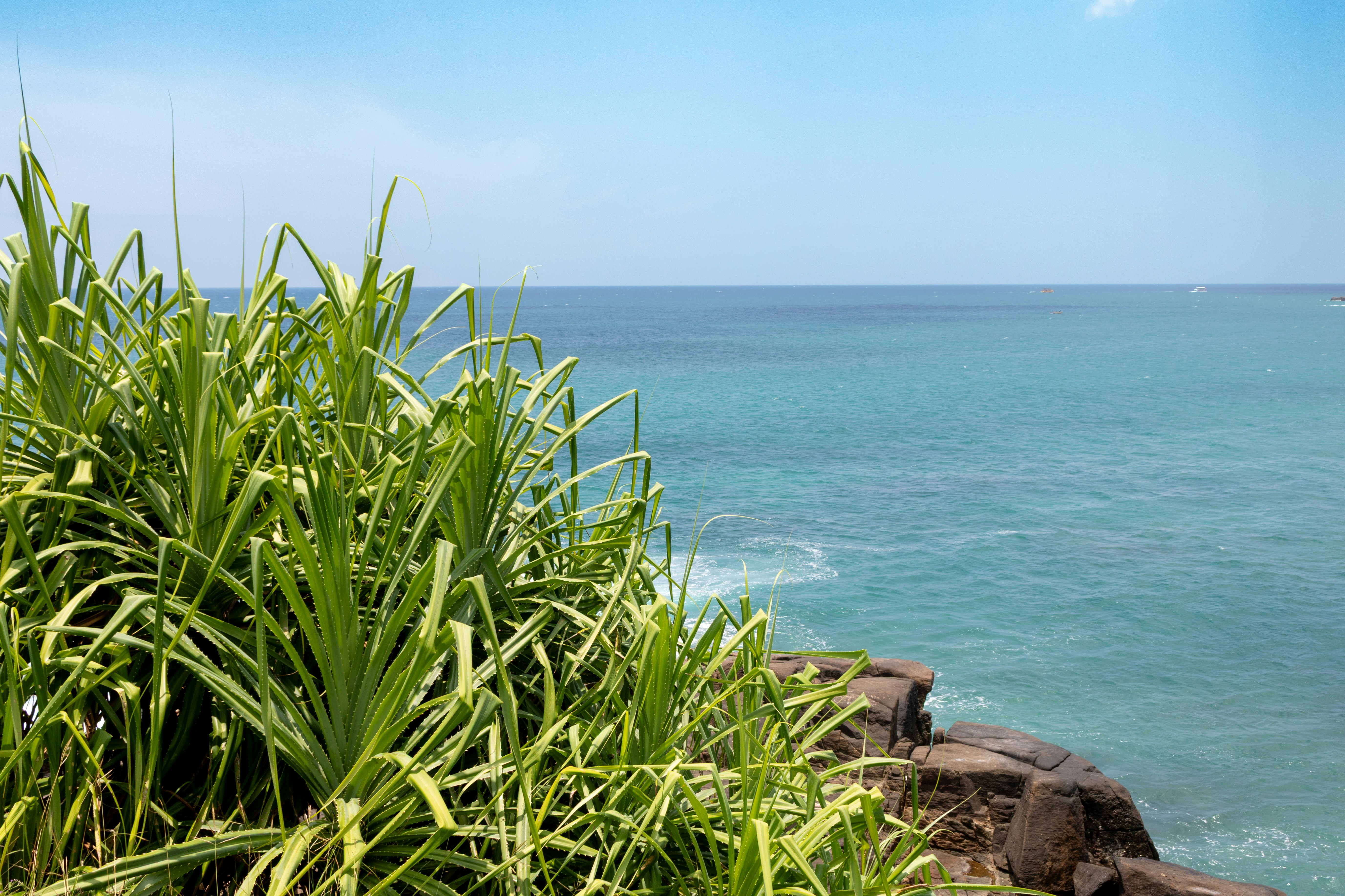 Coastal Palms Framing the Quiet Sea