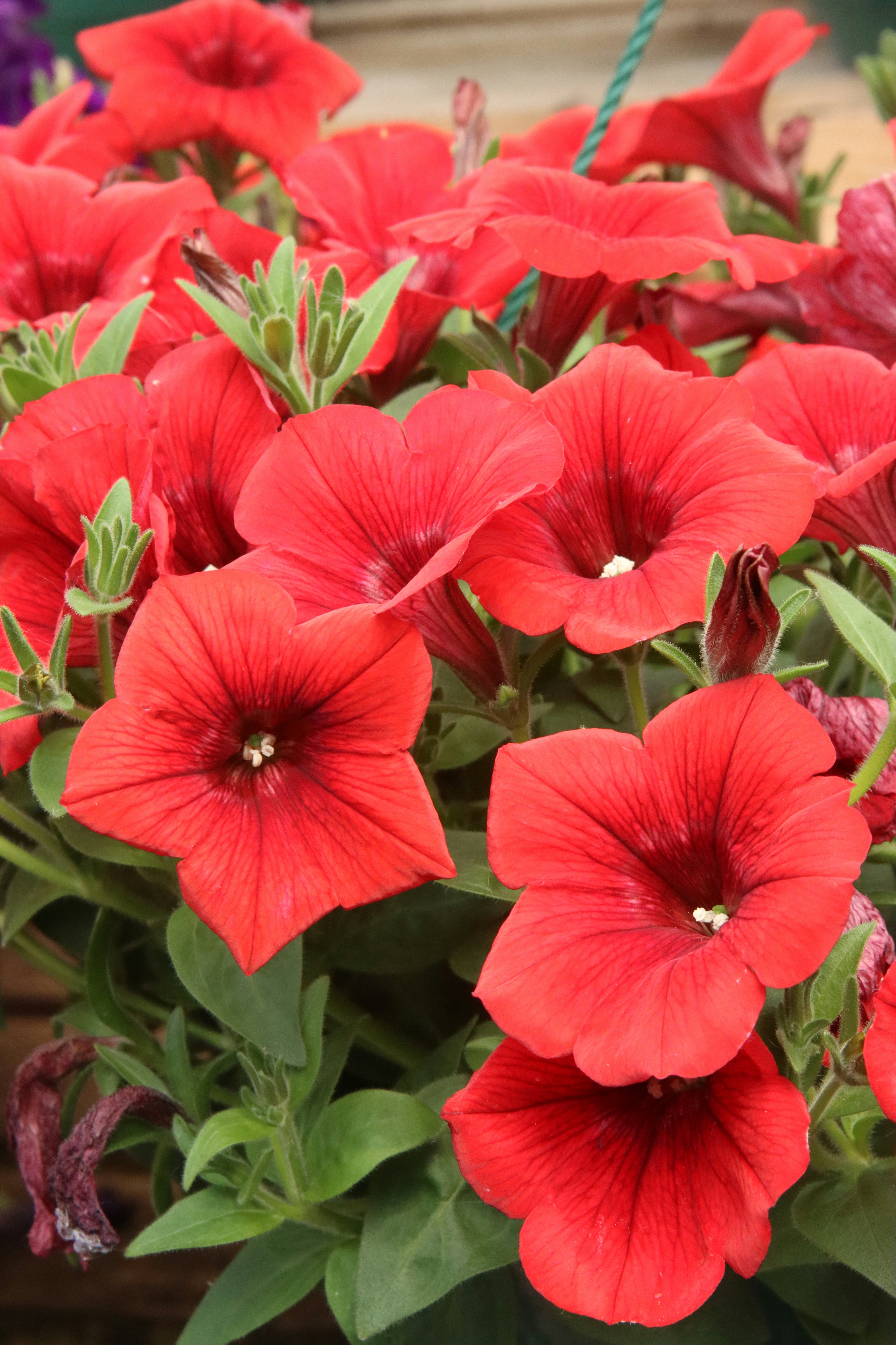 Crimson Petals in Focus: A Burst of Garden Sunrise