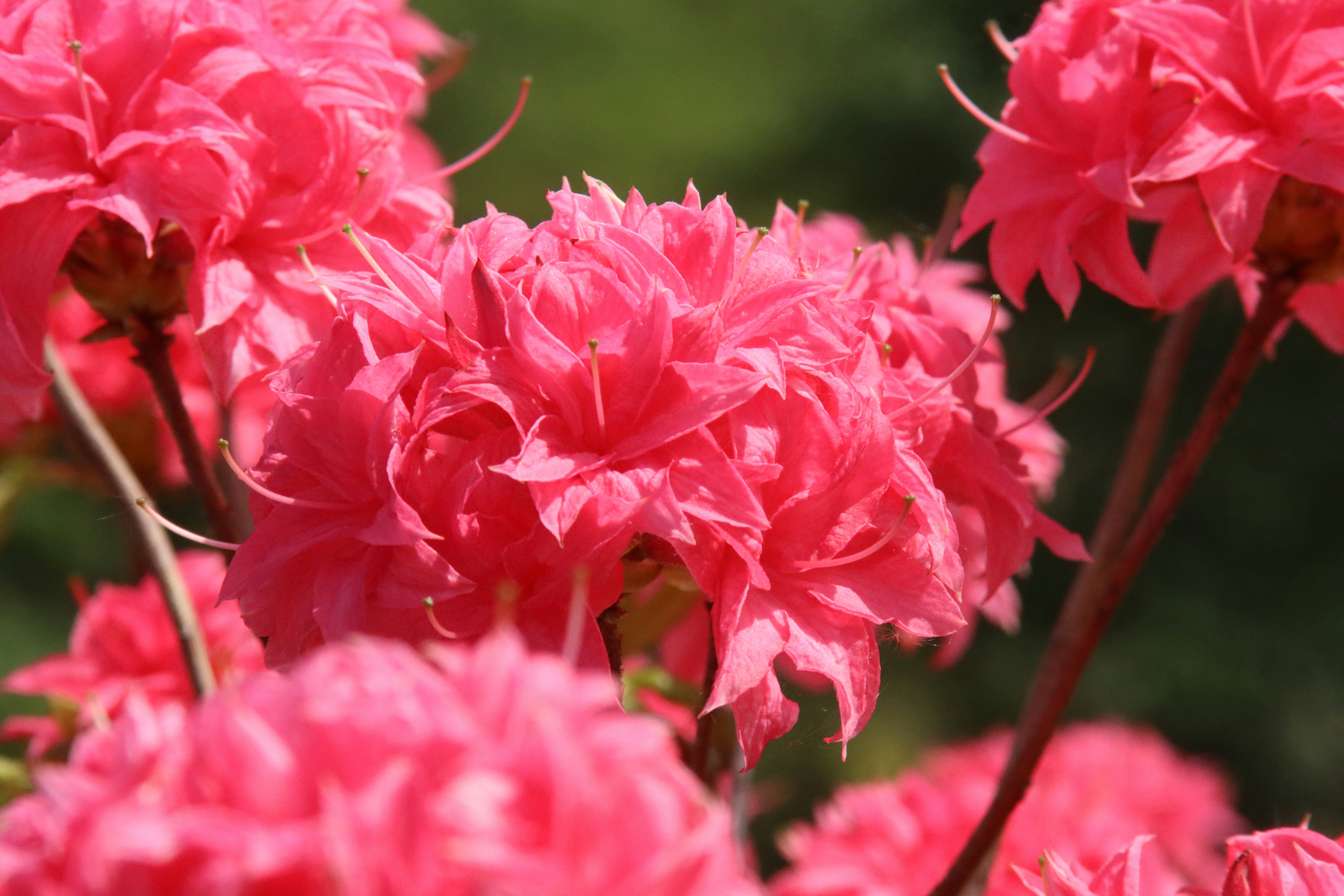 Crimson Bloom Cluster Under Soft Sun