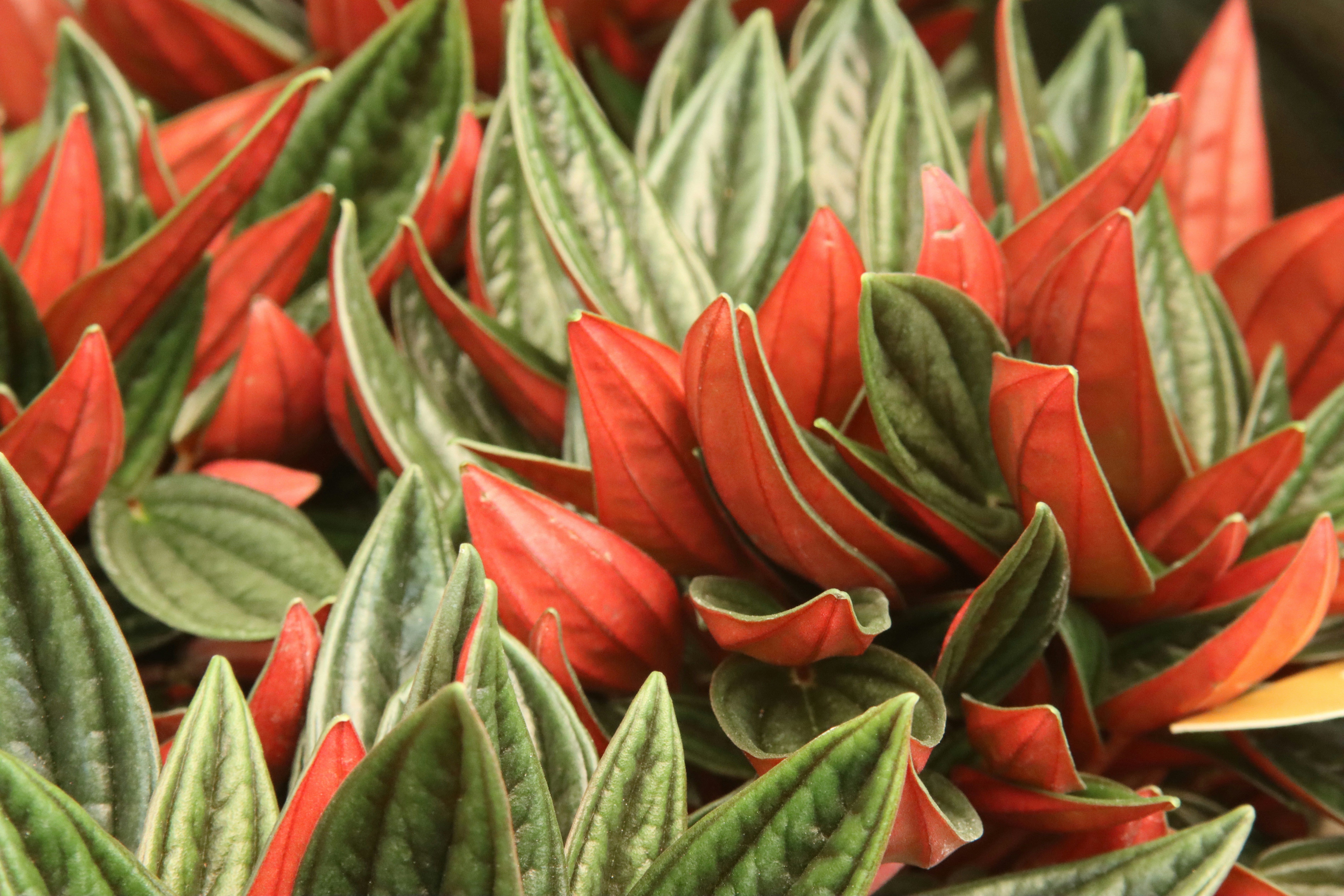 Crimson Leaves Among Emerald Tufts