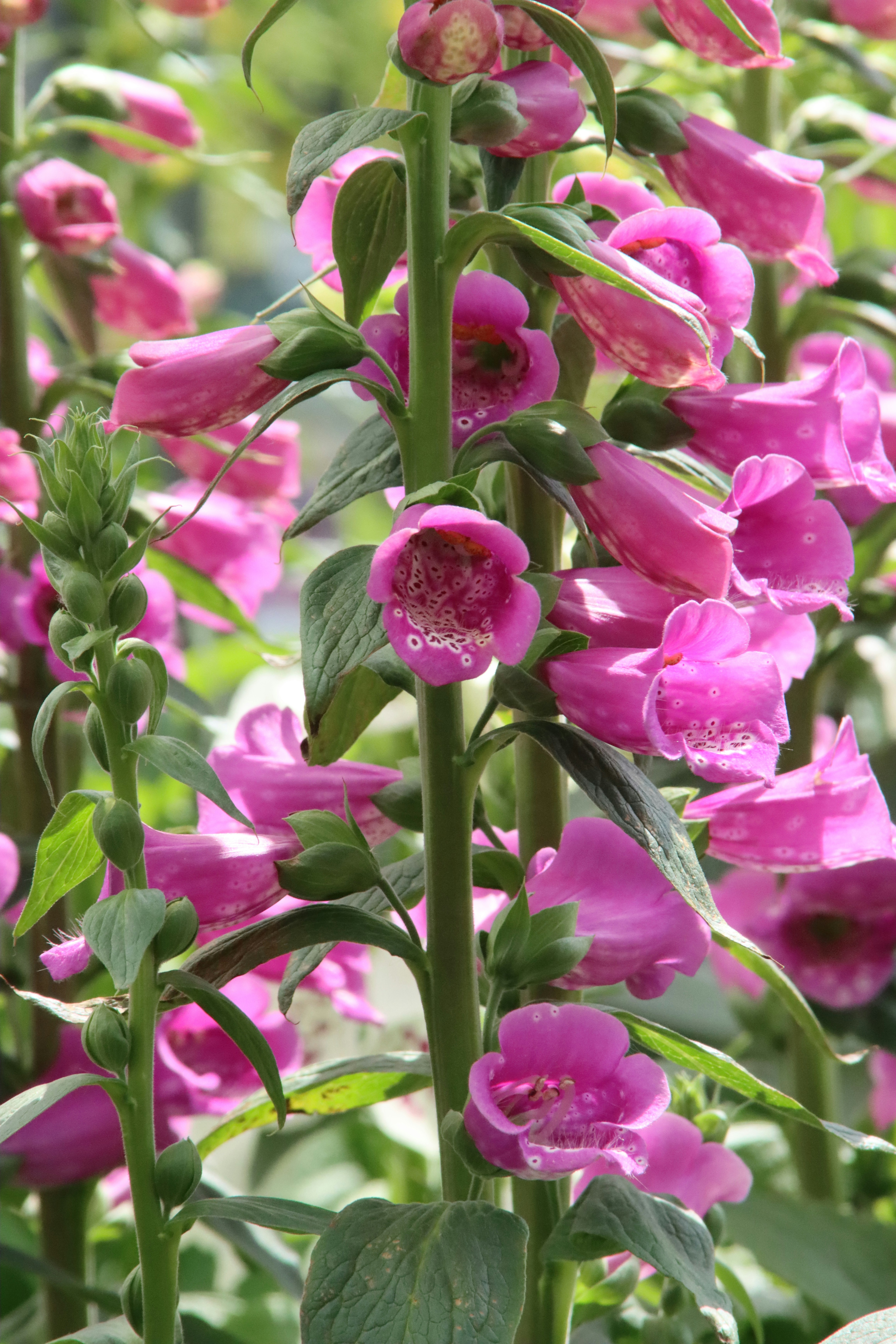 Stems of Pink Bells: A Vertical Burst of Garden Color