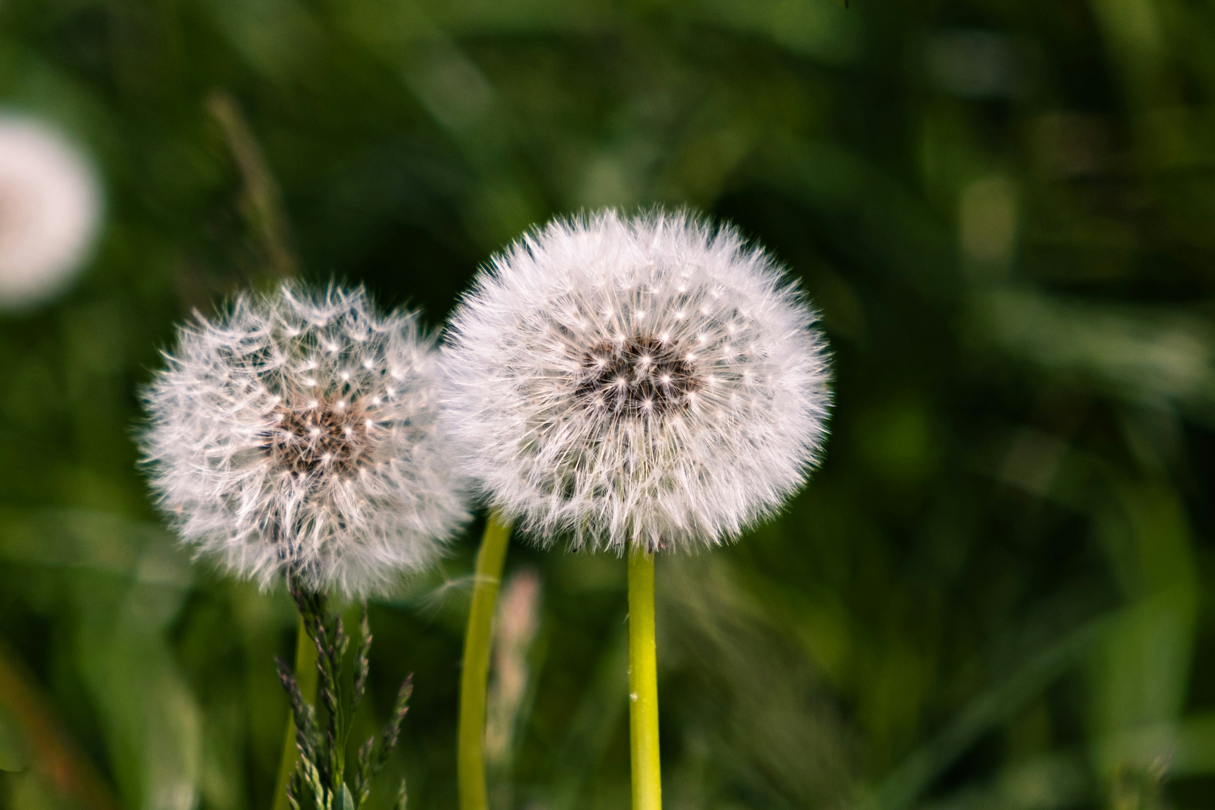 Twin Dandelion Heads in Focused Morning Light