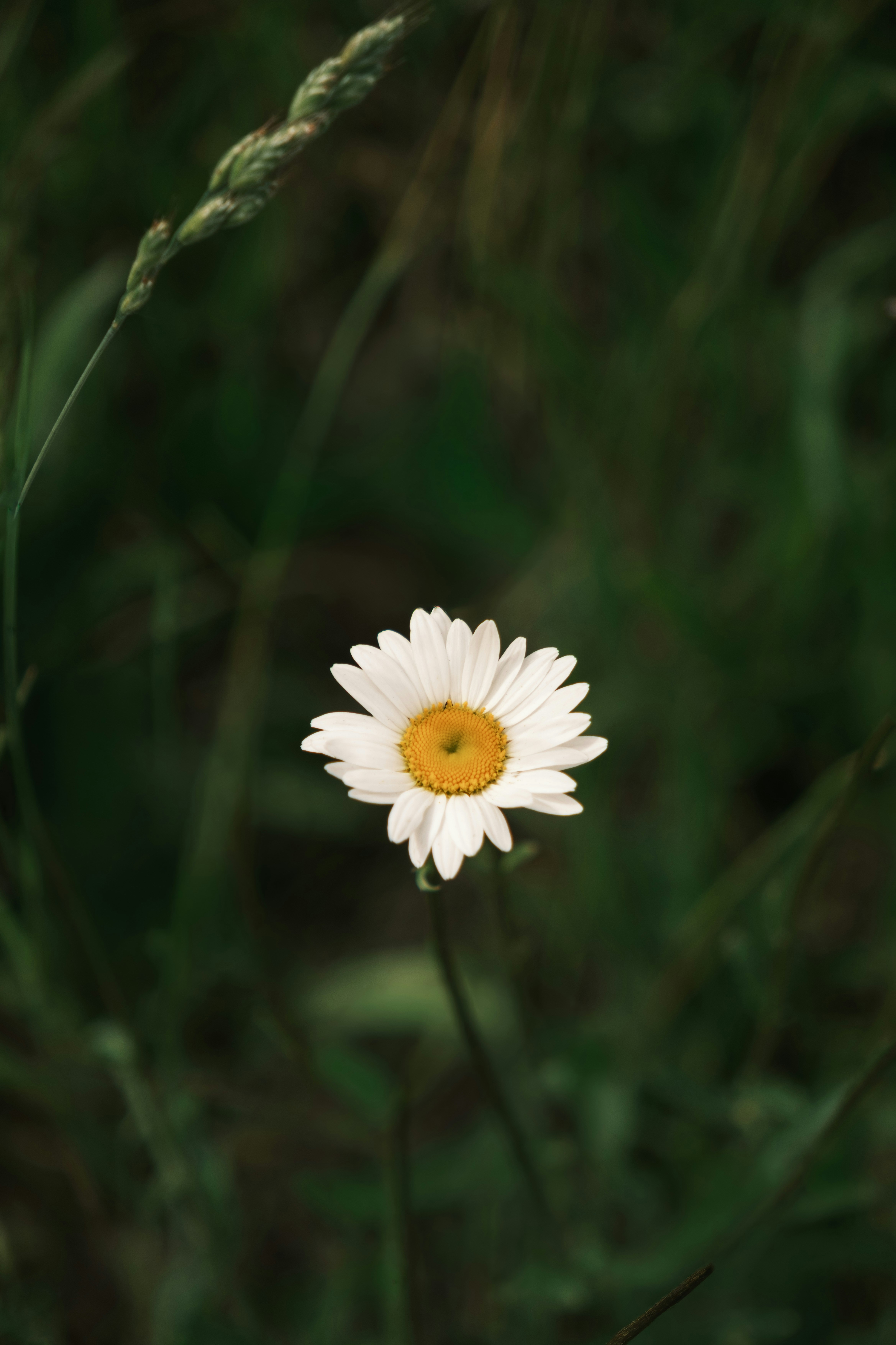 Centered Daisy: Soft Focus in a Meadow Frame