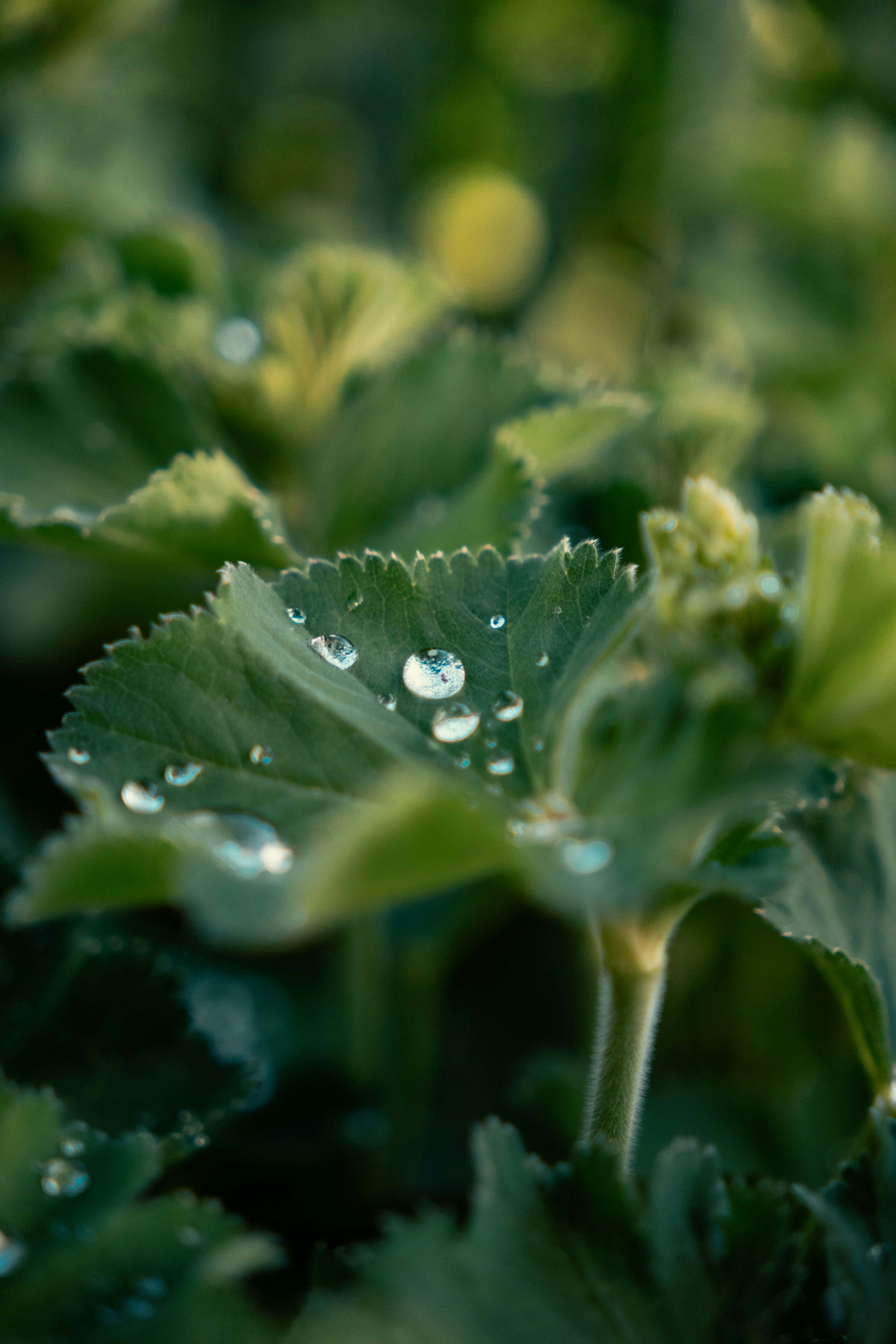 Dew-kissed Leaflet: A Quiet Spotlight on Morning Ferns