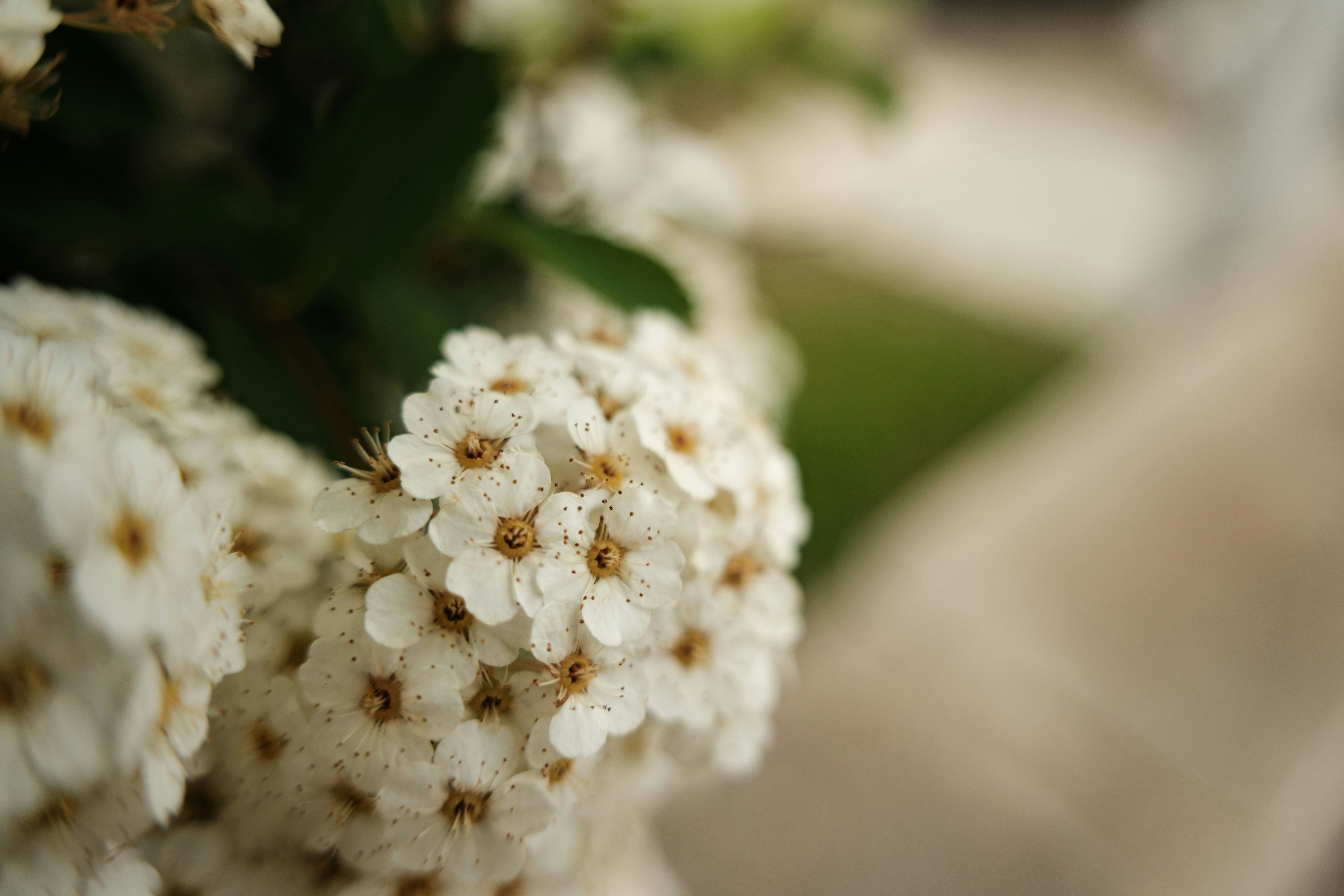 Clustered White Blossoms in Soft Focus