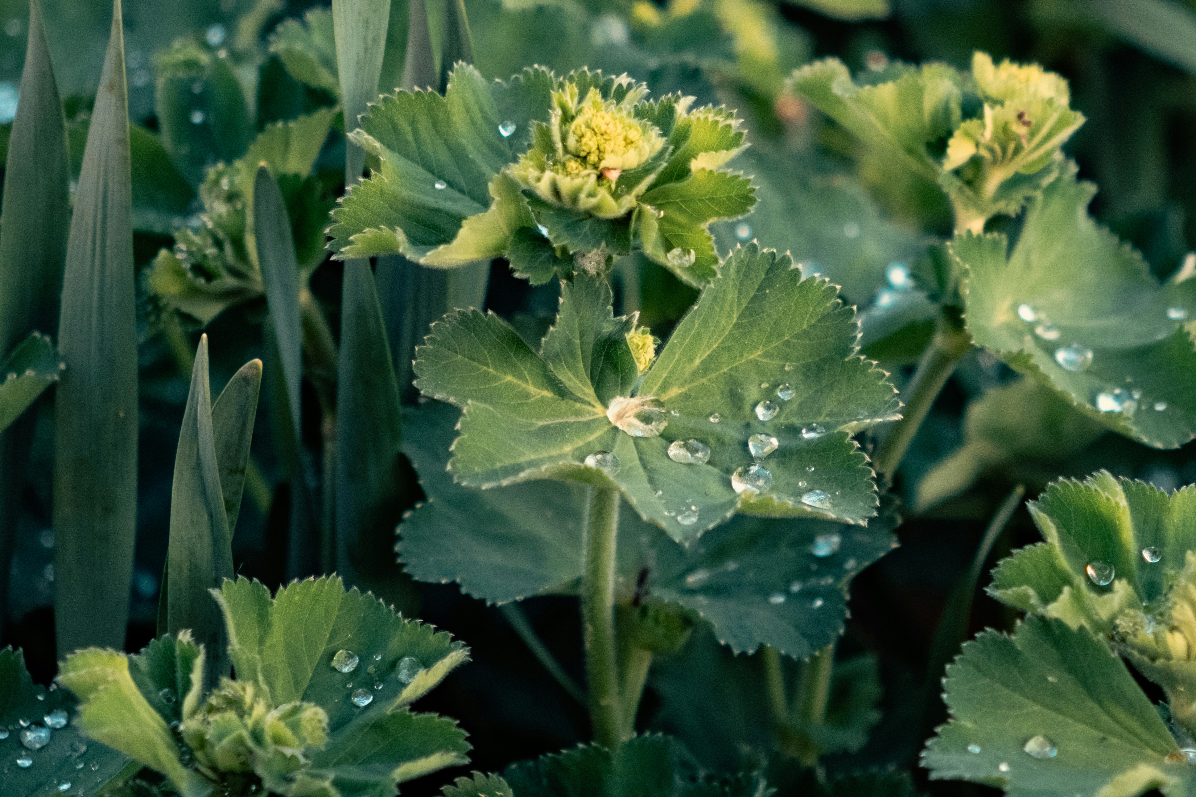Dew-kissed evergreen rosettes: close-up of serrated leaves after rain