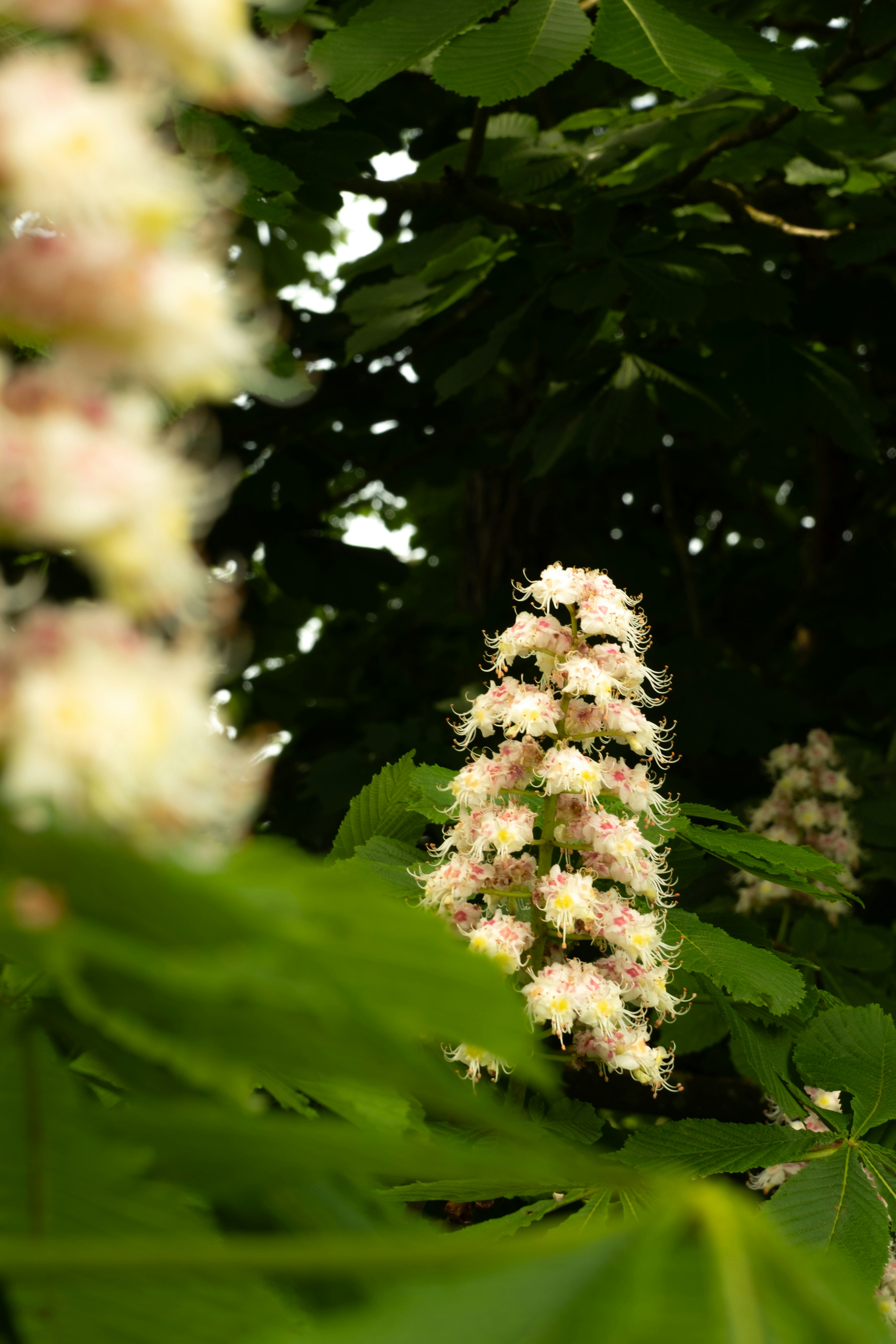 Creamy blossom column rising from the leafy shadow