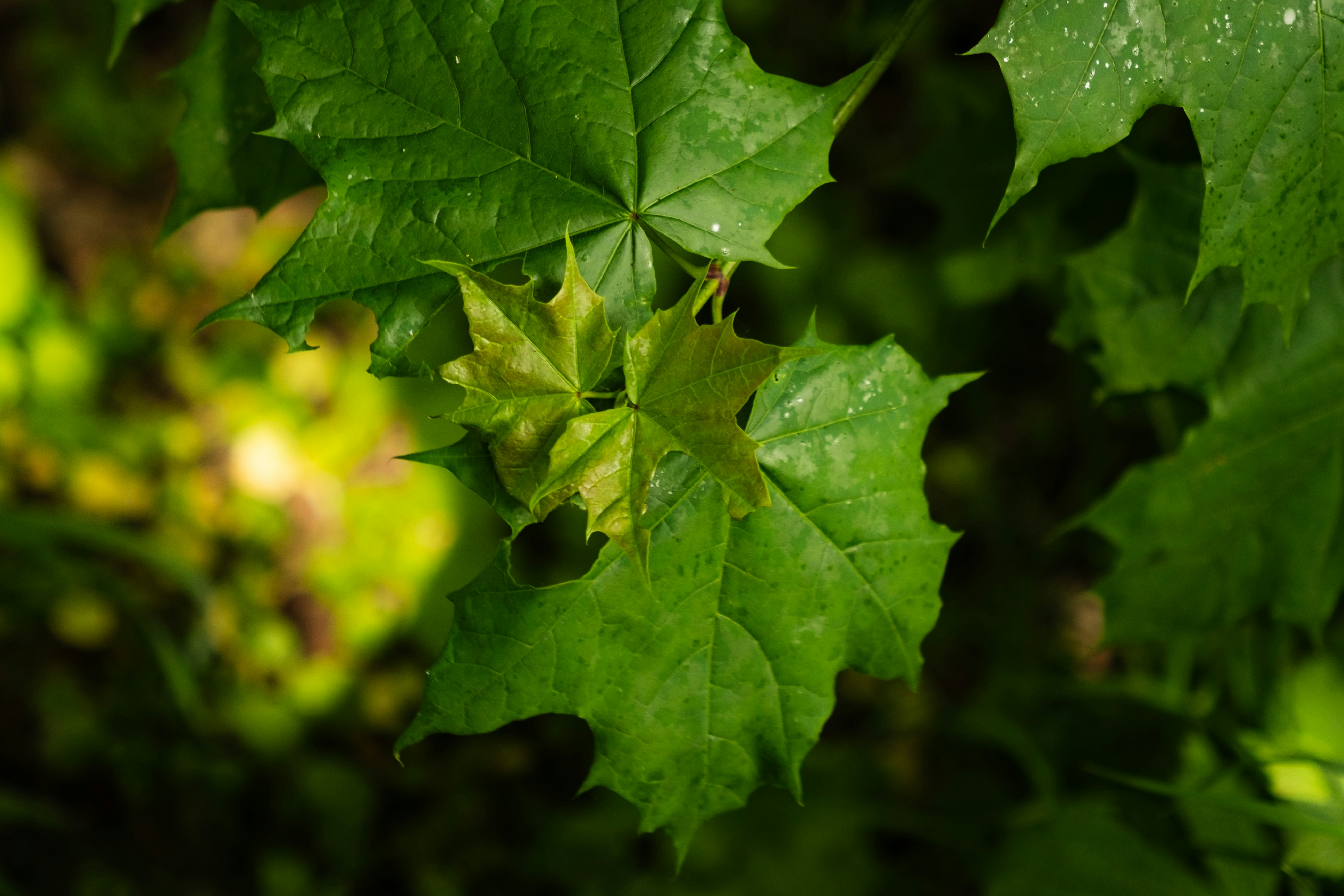 Emerald Maple Acanthus: Close-Up of Lush Green Leaves