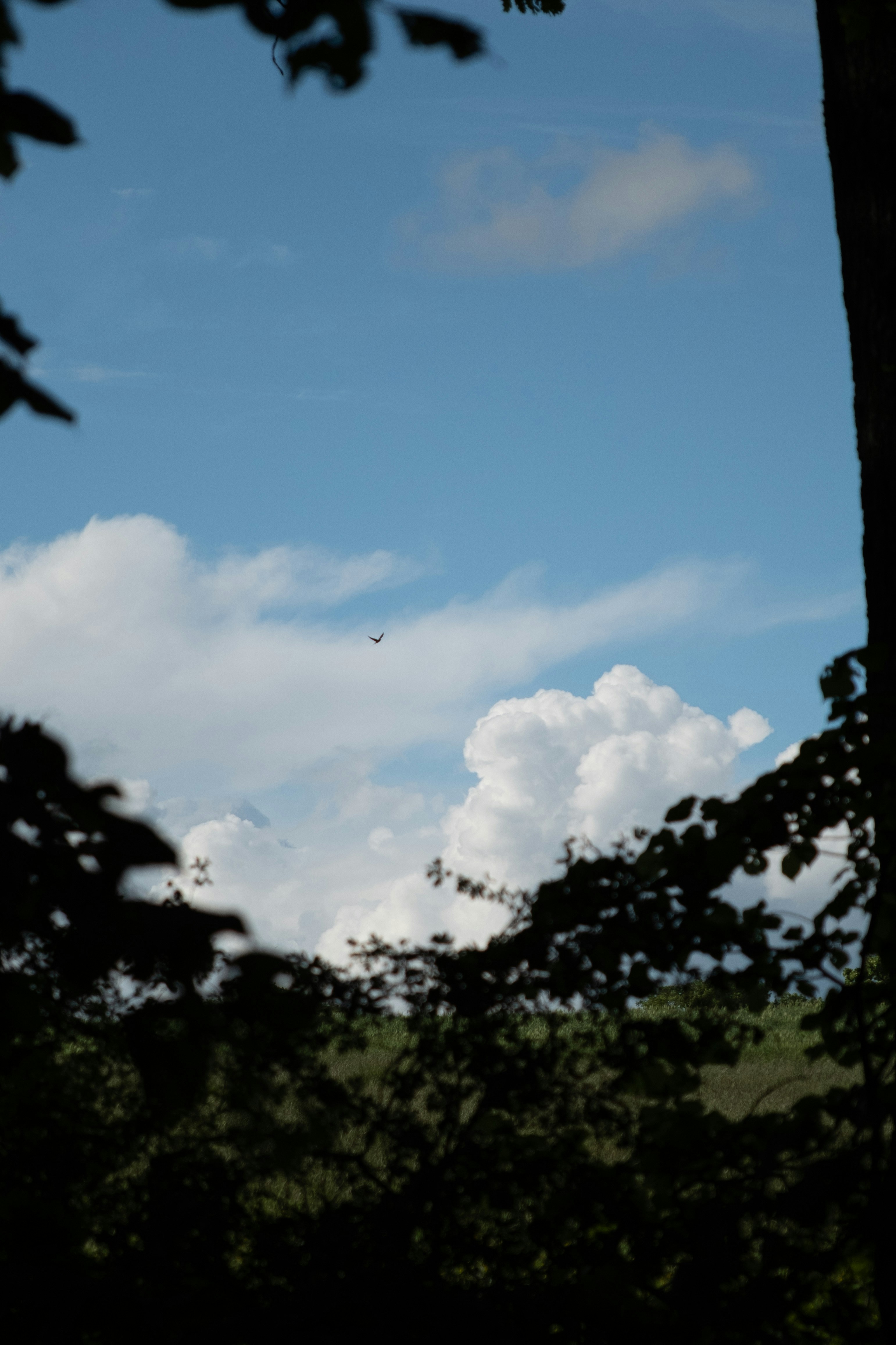 Skyward Gap: A Lone Bird Against Framing Clouds