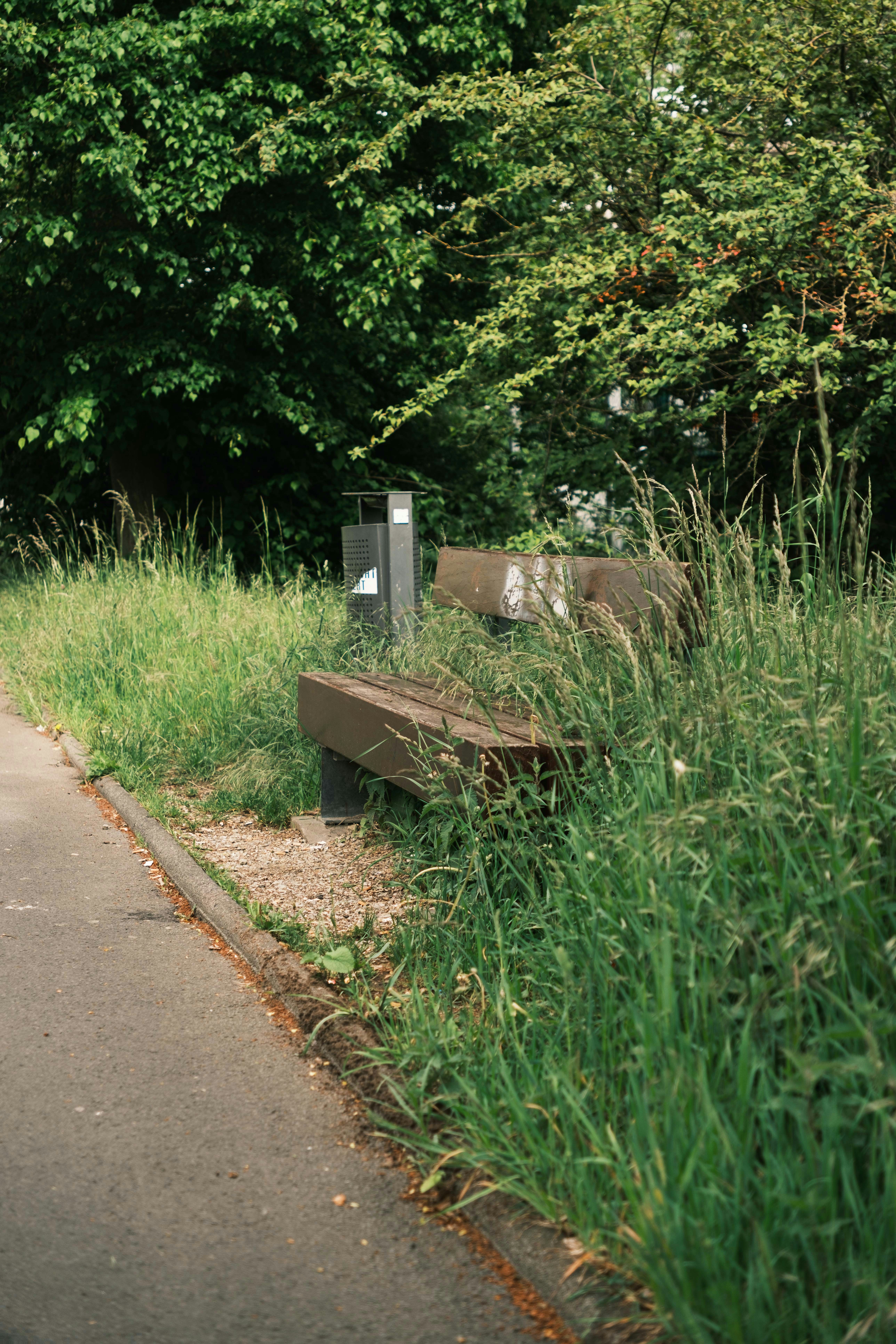 Overgrown Park Bench by the Path
