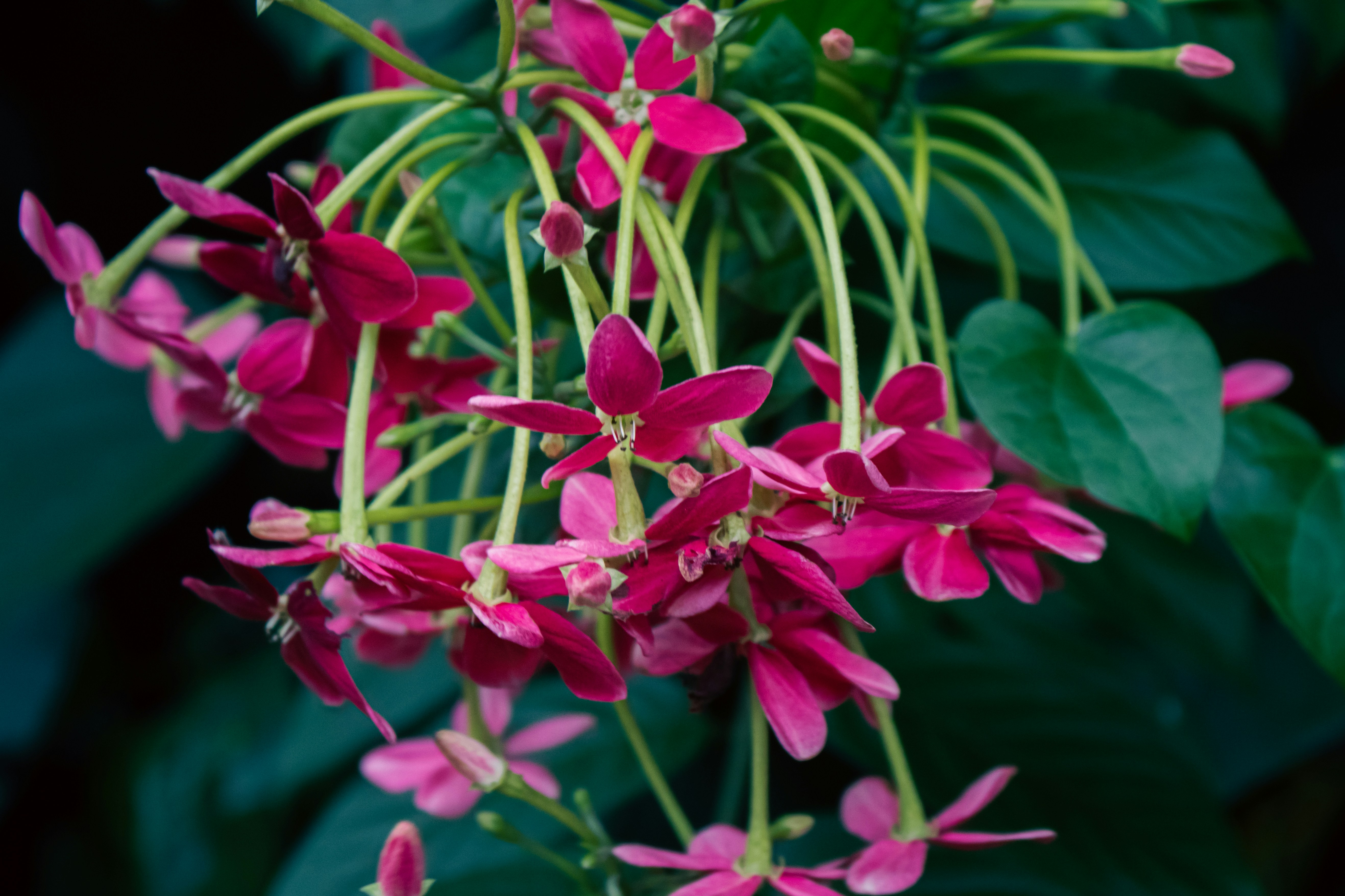 Cluster of Magenta Pentas in a Garden Bed
