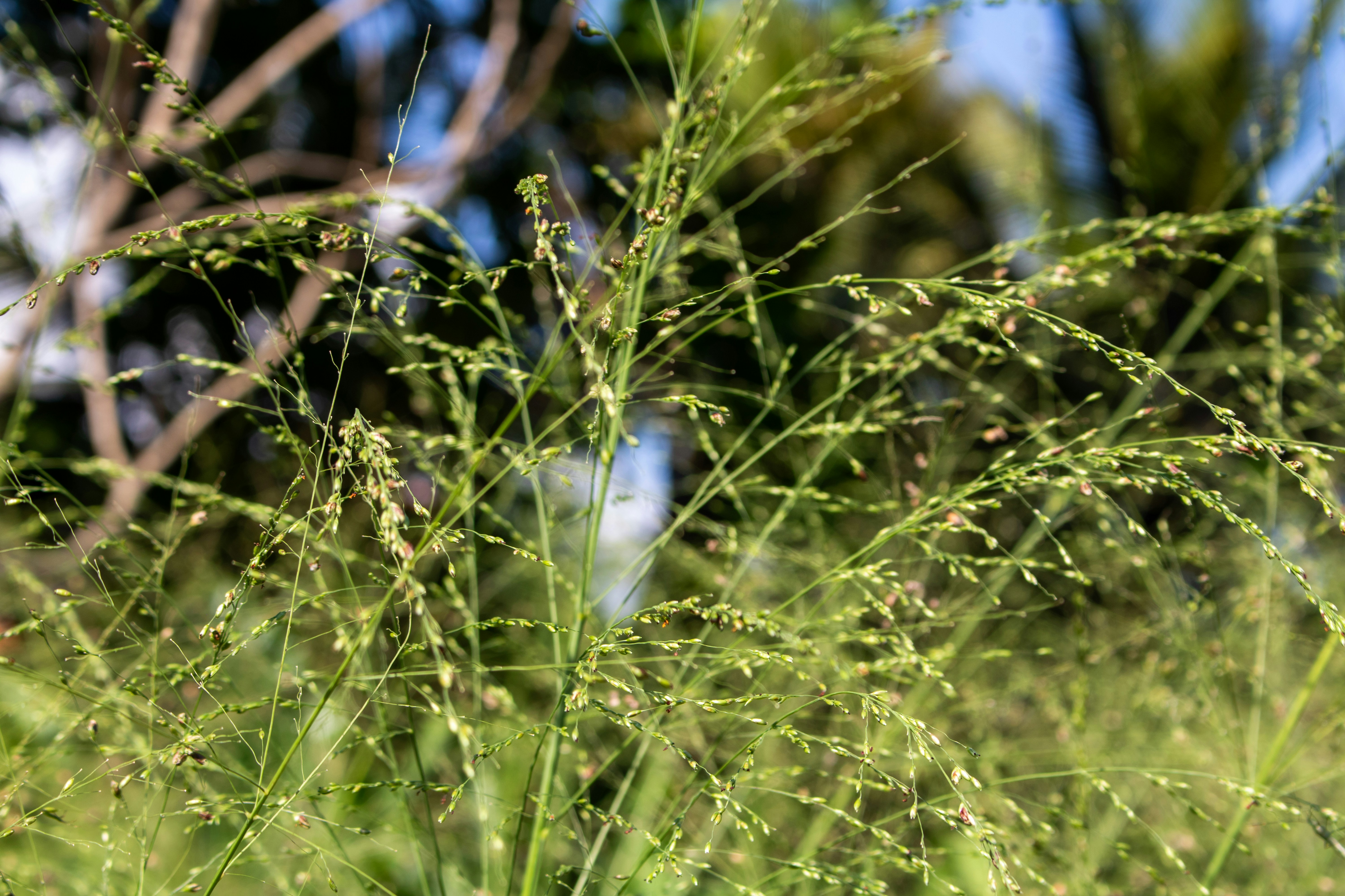 Whispers of Morning Grass: Delicate Seedheads in Soft Sunlight