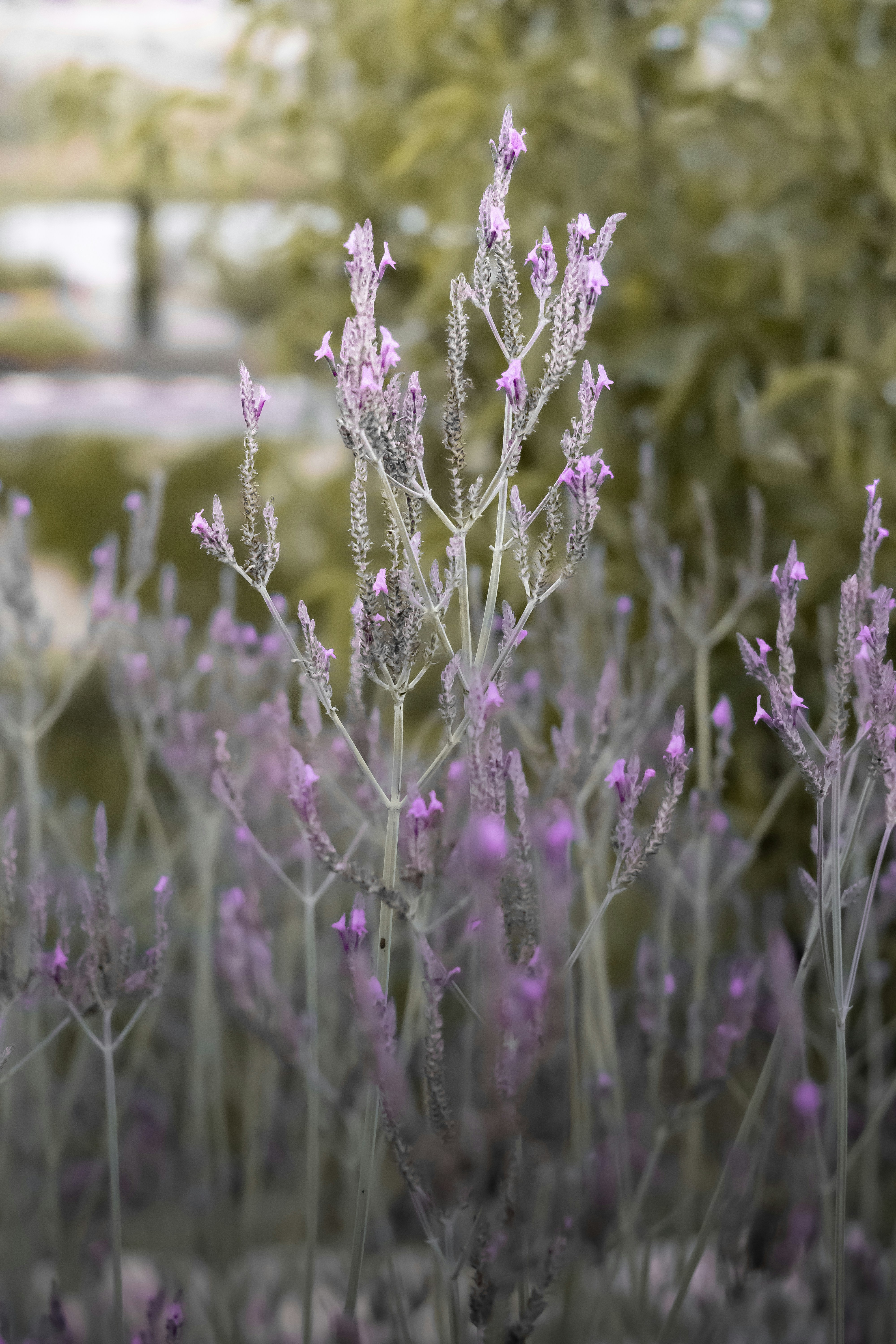 Lavender Crown: a close-up of lavender stems reaching toward the soft garden backdrop