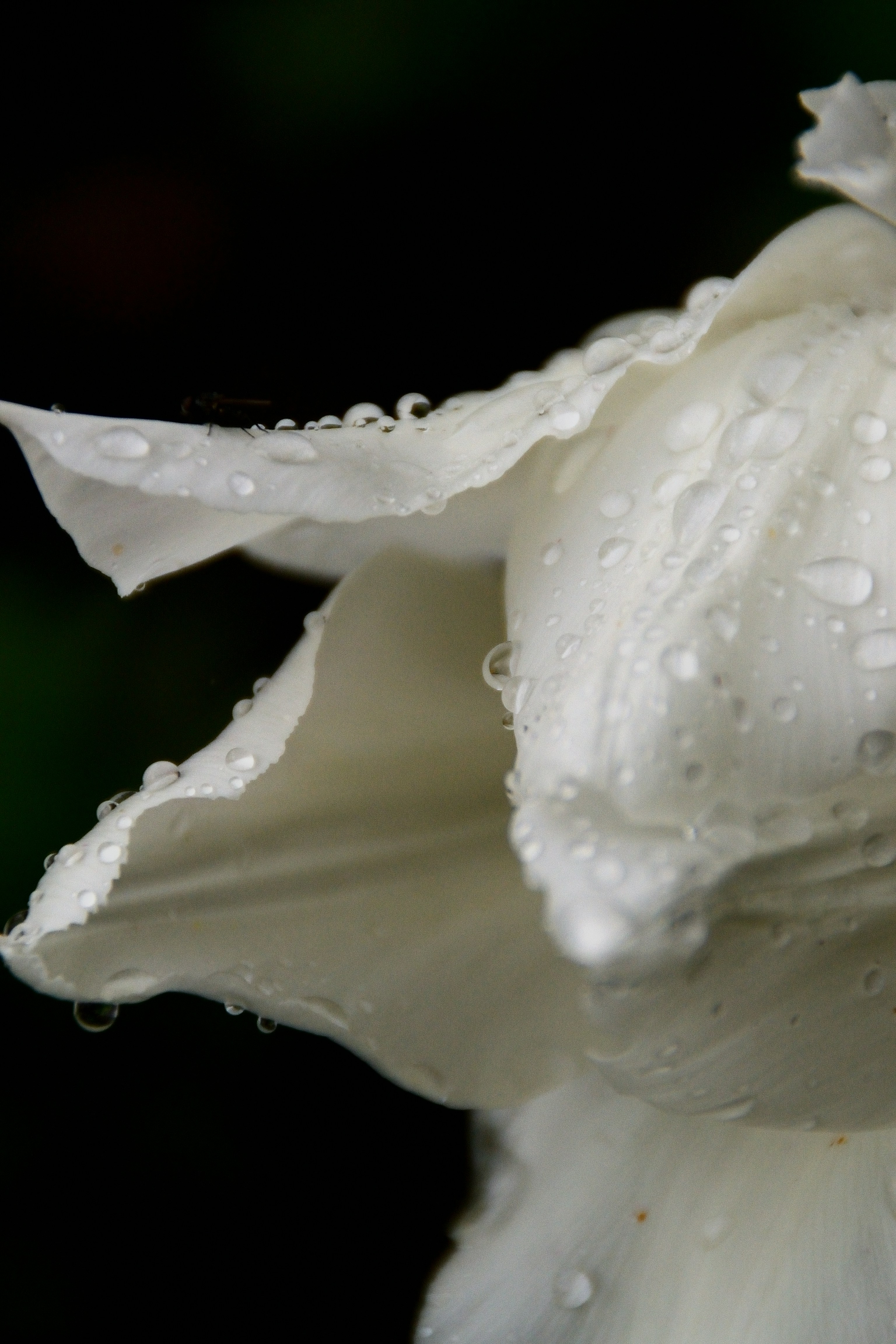 Veiled Drops: A Close-Up on White Petals and Pearled Veils