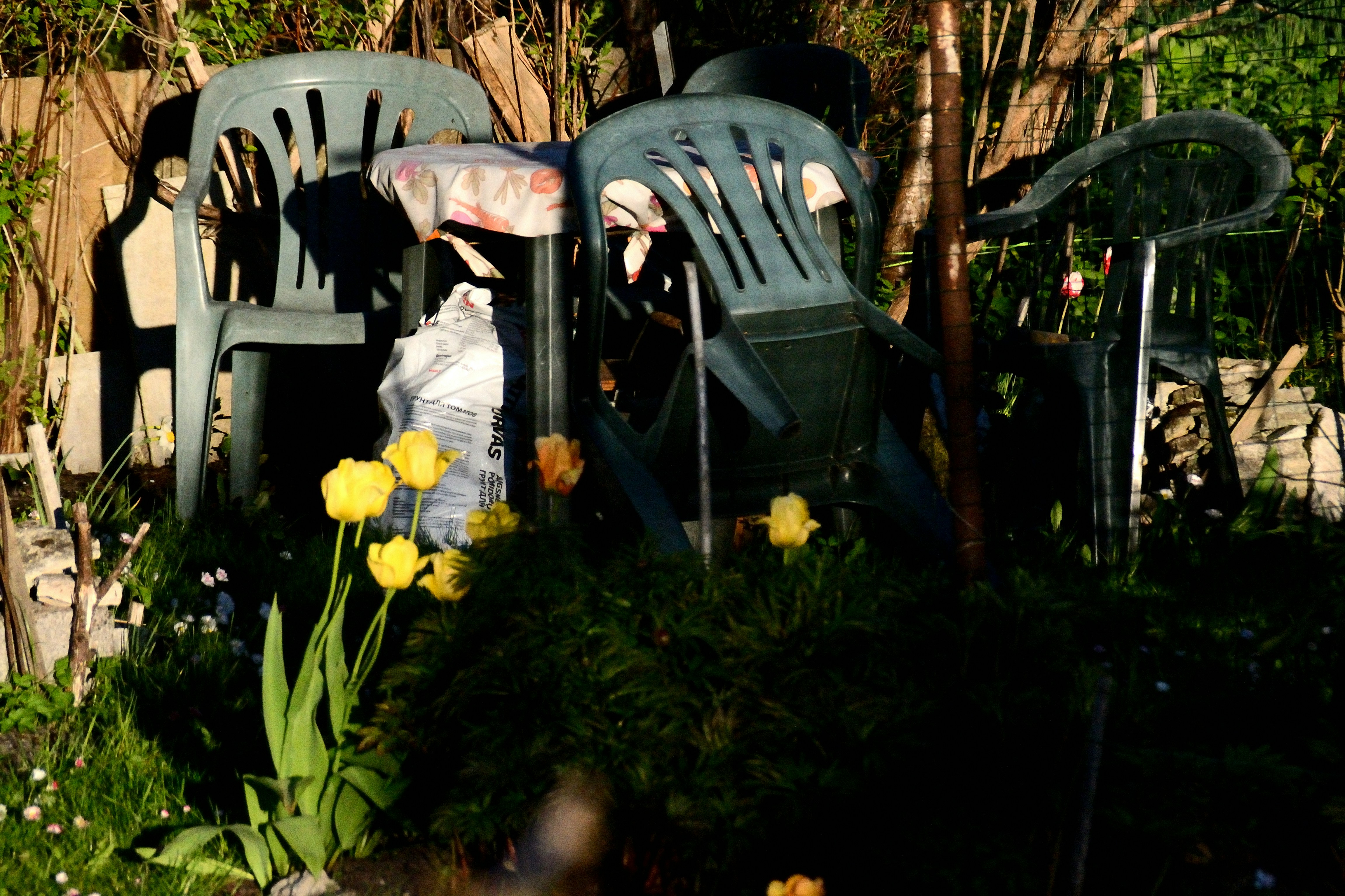 Sunlit Garden Chaos: Yellow Tulips Face Off Against Stacked Garden Chairs