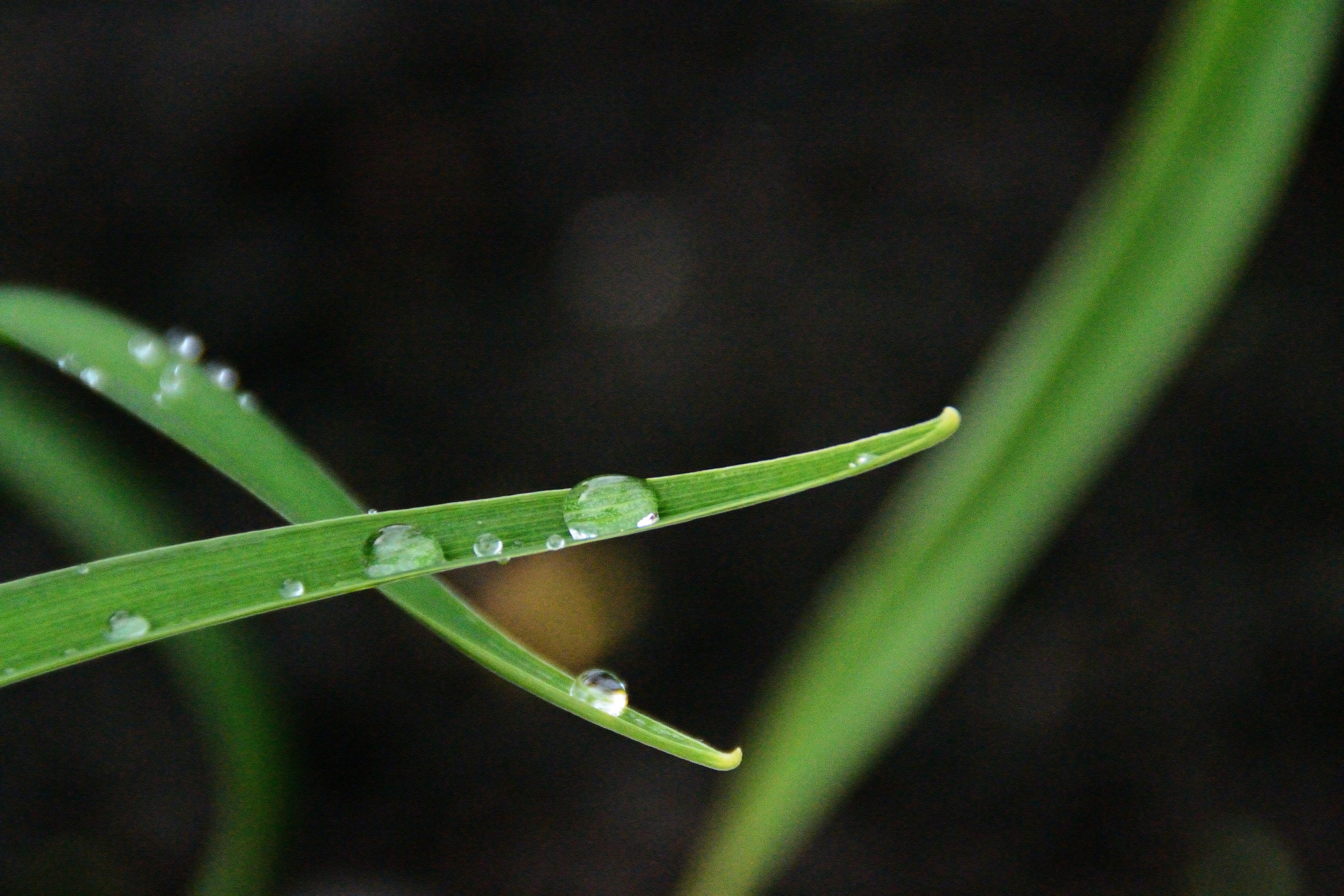 Dew-kissed blade: a delicate macro moment