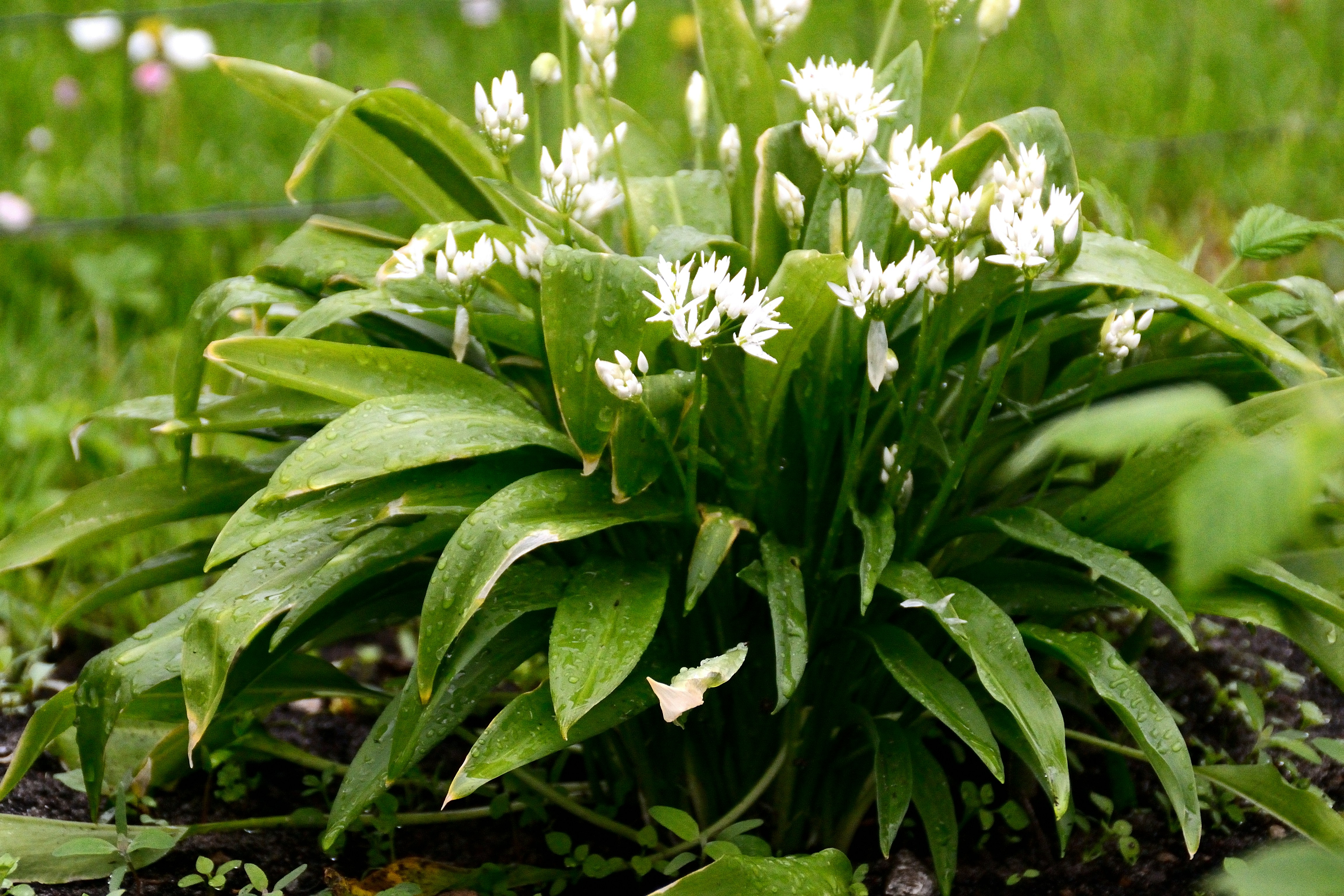 White-lilac cluster in a glossy green clump