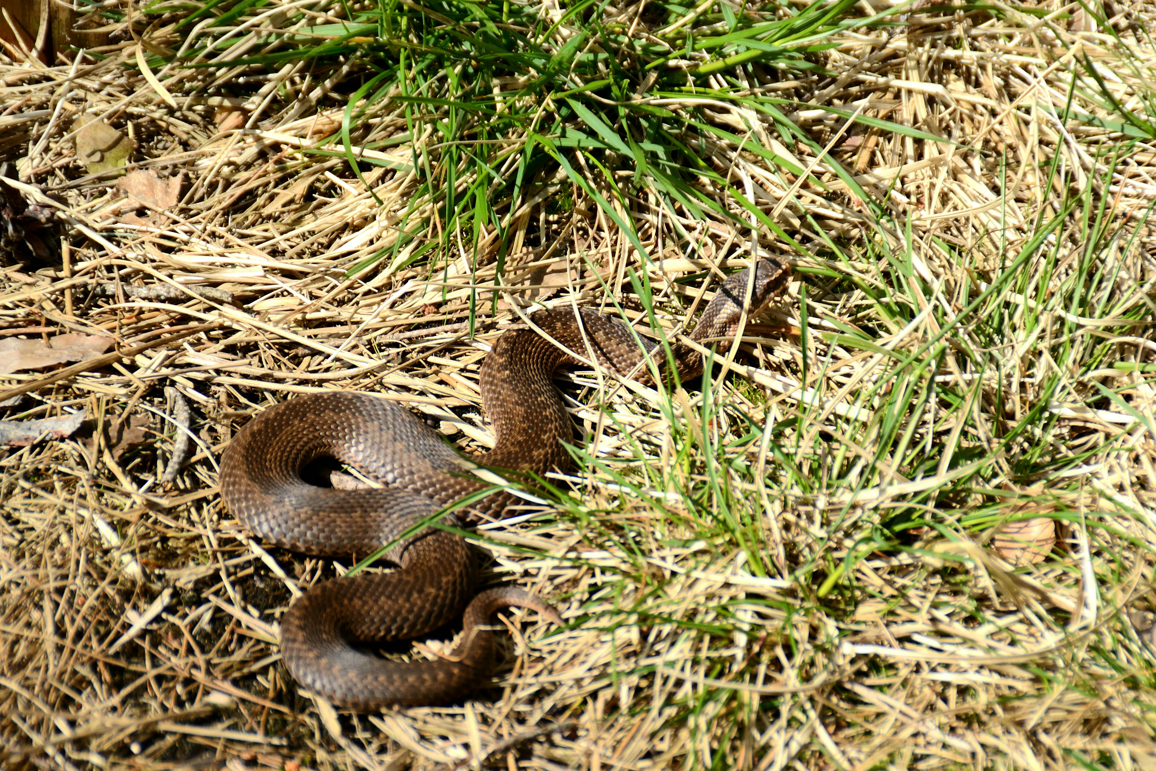 Cobra in the Grass: Coiled On Dry Meadow