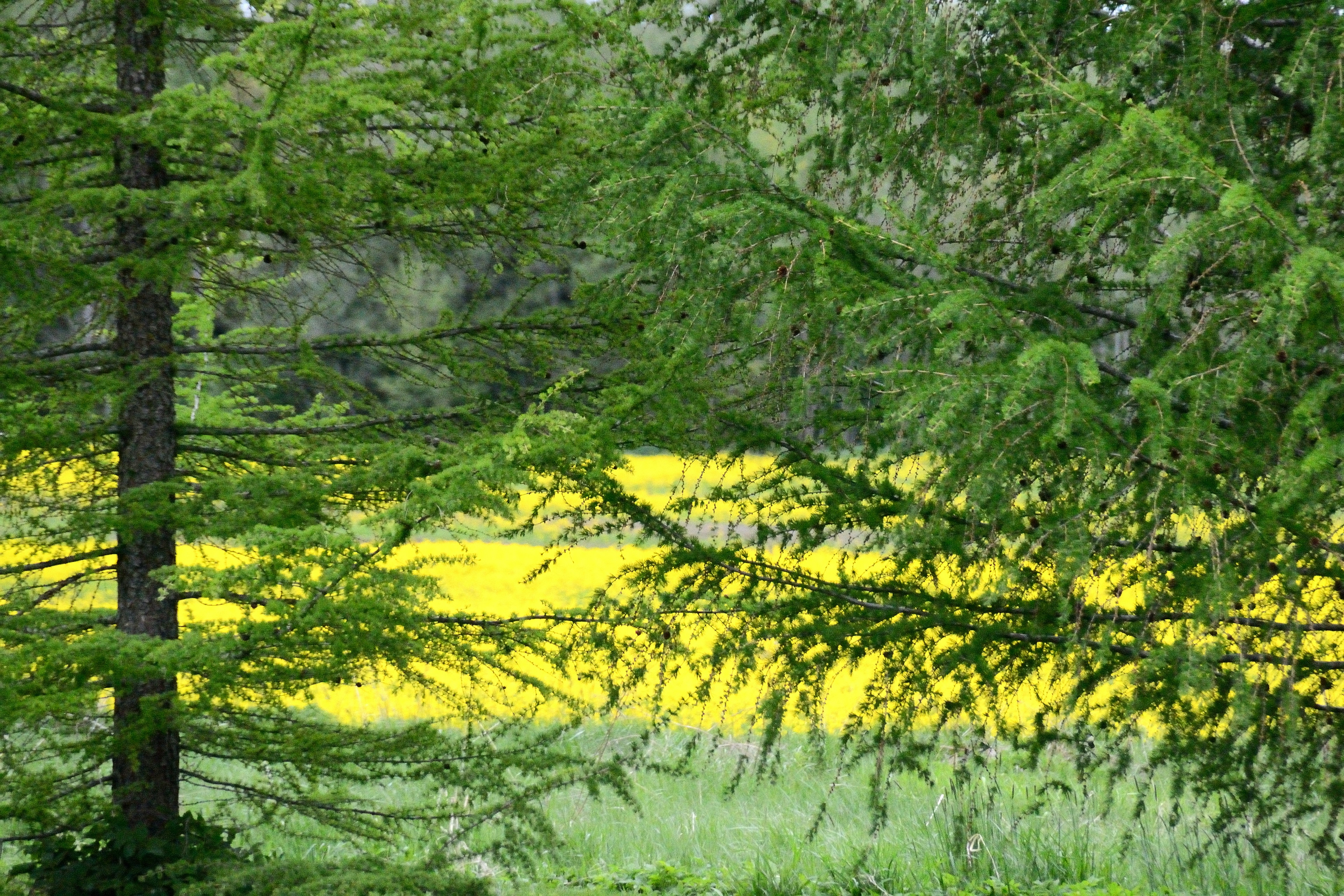 Sunlit Meadow Through Winter Canopy