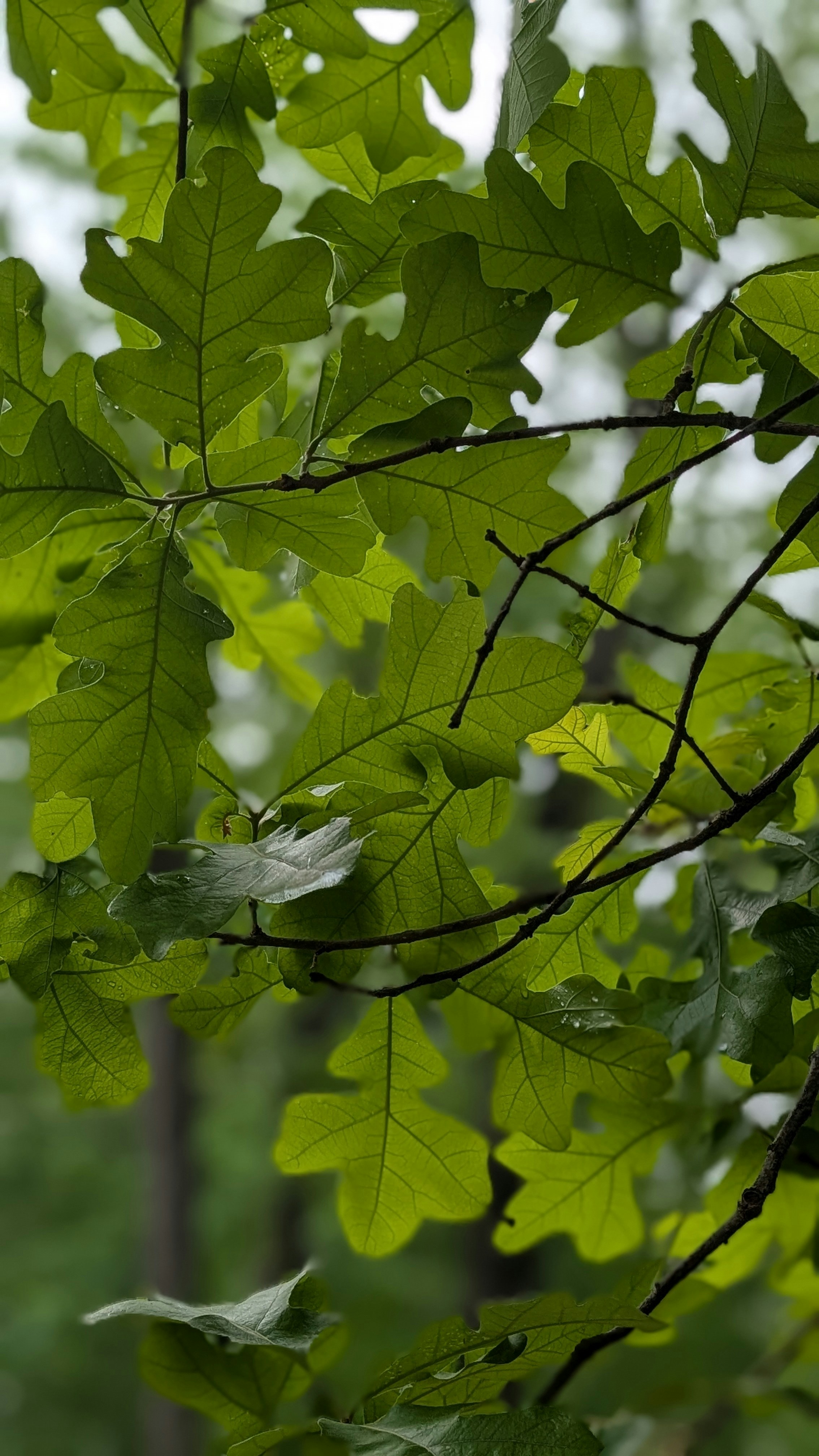 Close-up of bright green oak leaves with intricate venation and slender branches, creating a dense, natural canopy.