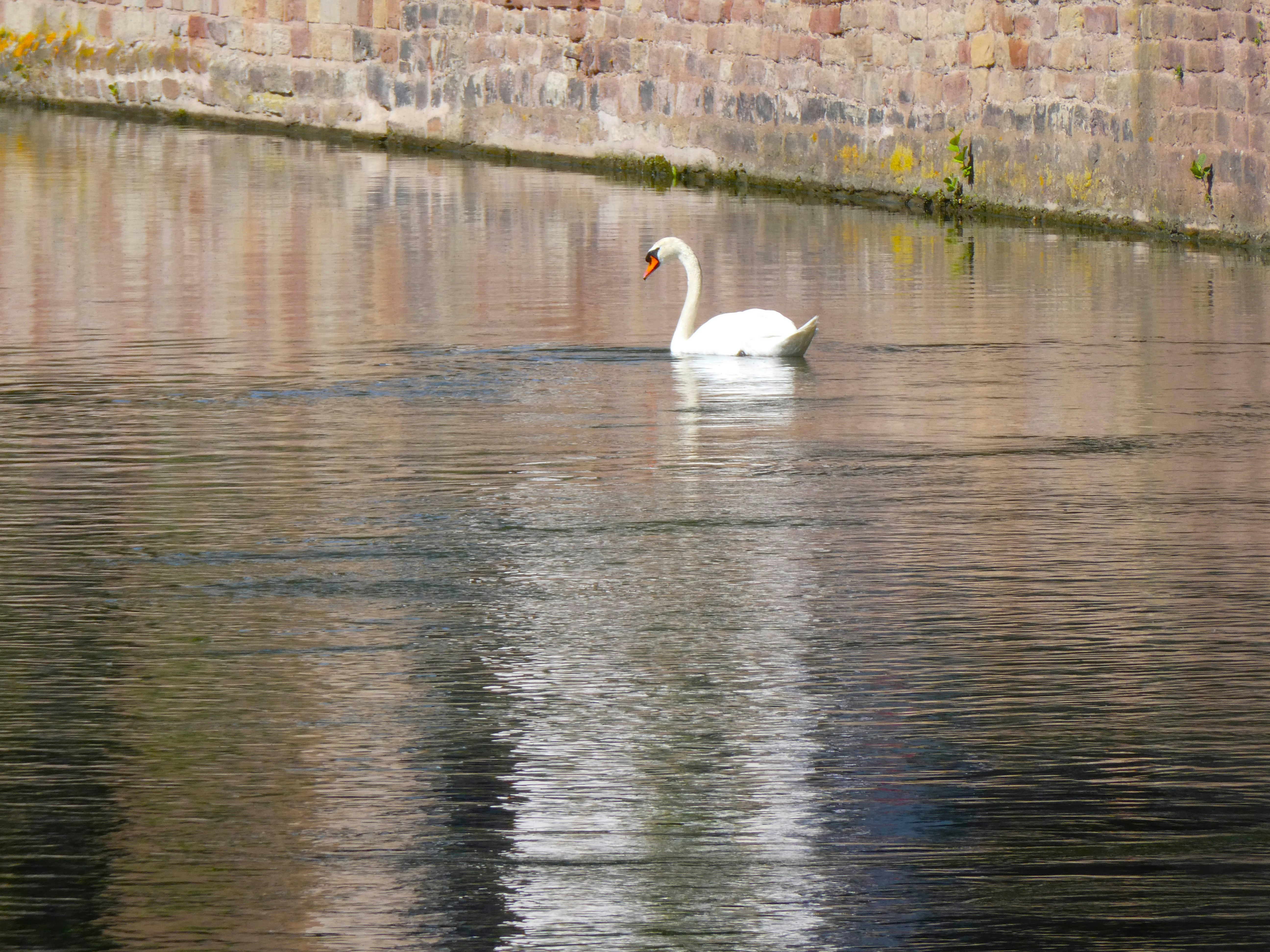 Swan on a Quiet Canal Reflecting a Brick Wall