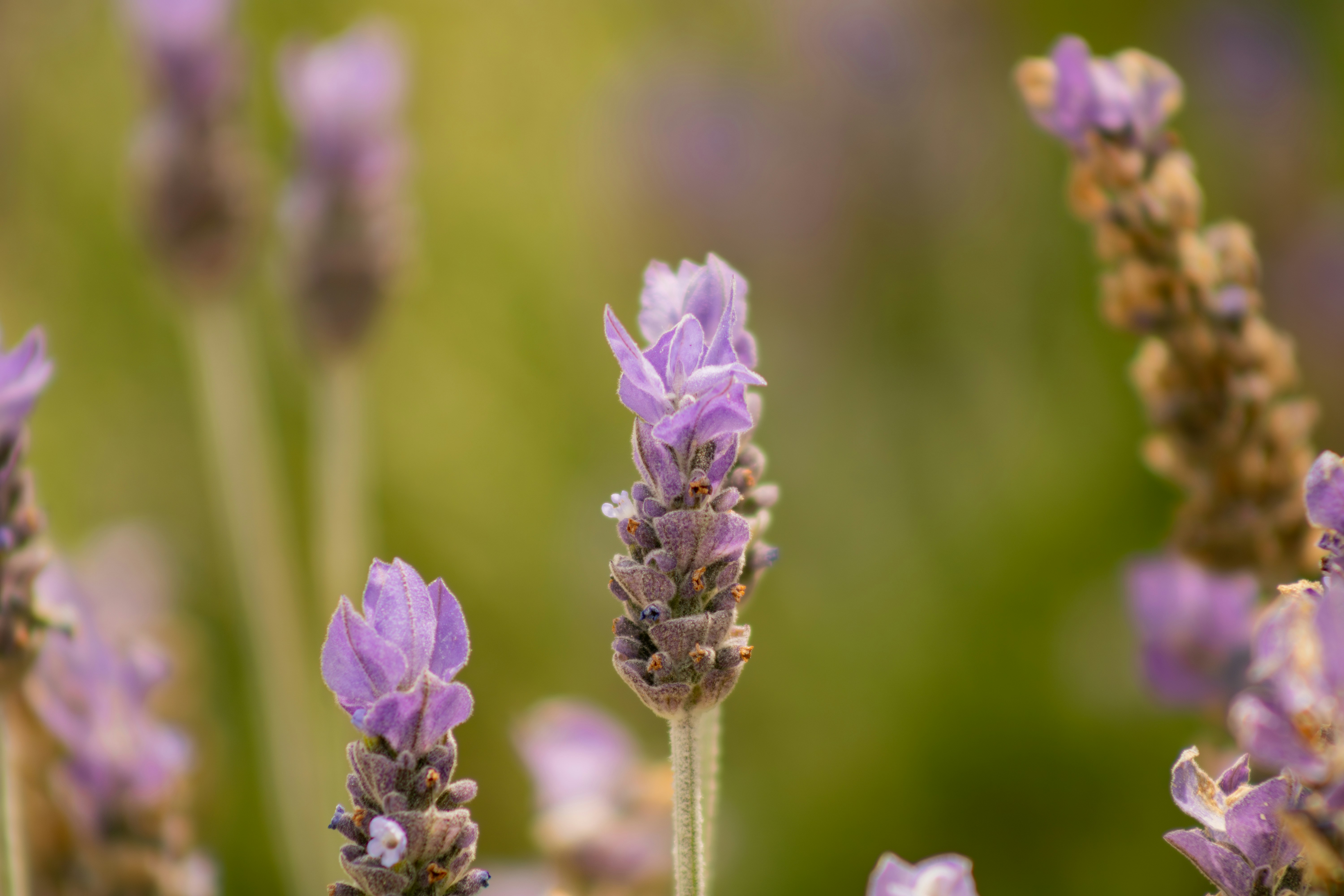 Lavender in Soft Focus: A Meadow’s Quiet Bloom