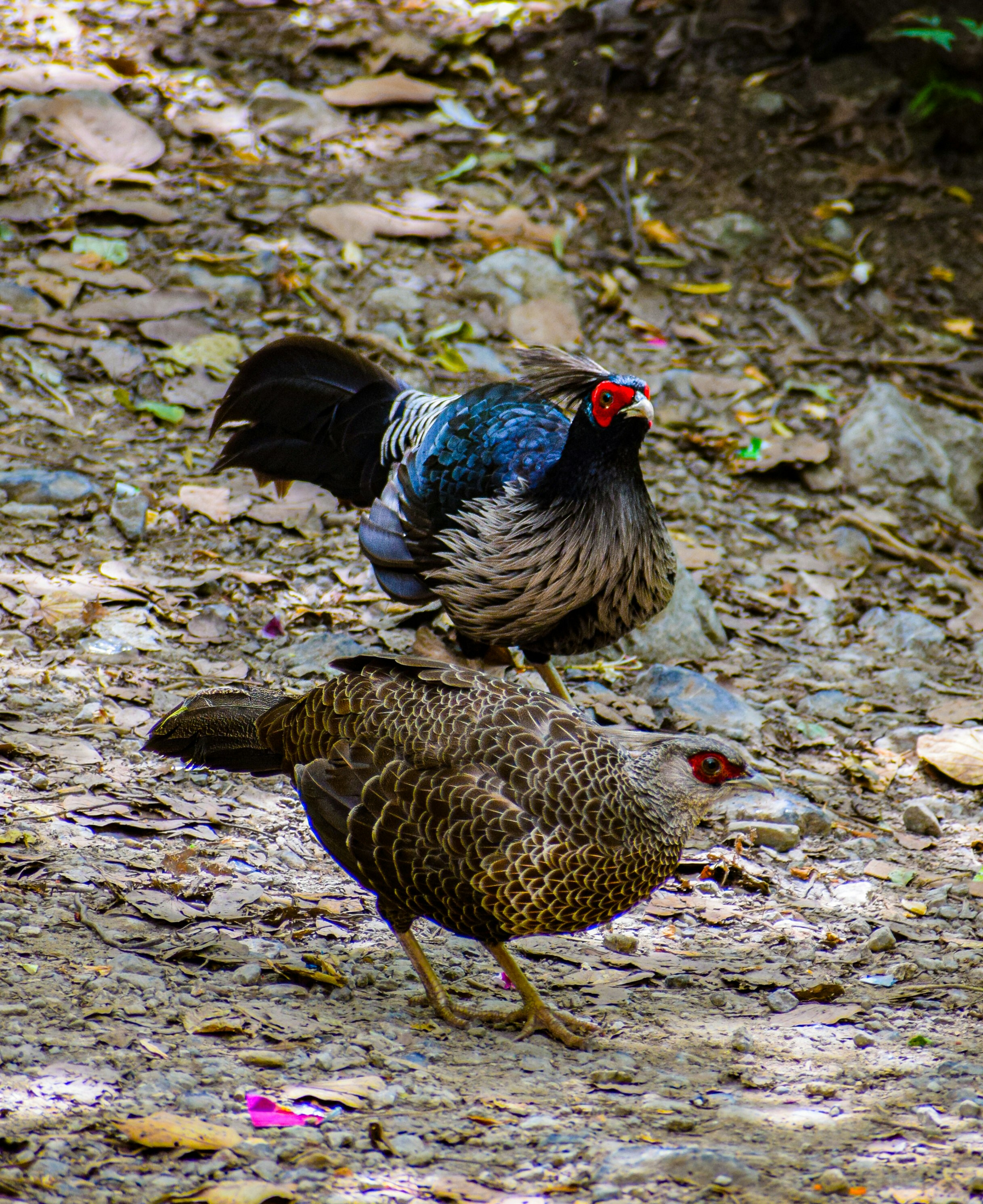 Two Watchful Galliformes on a Pebbled Ground