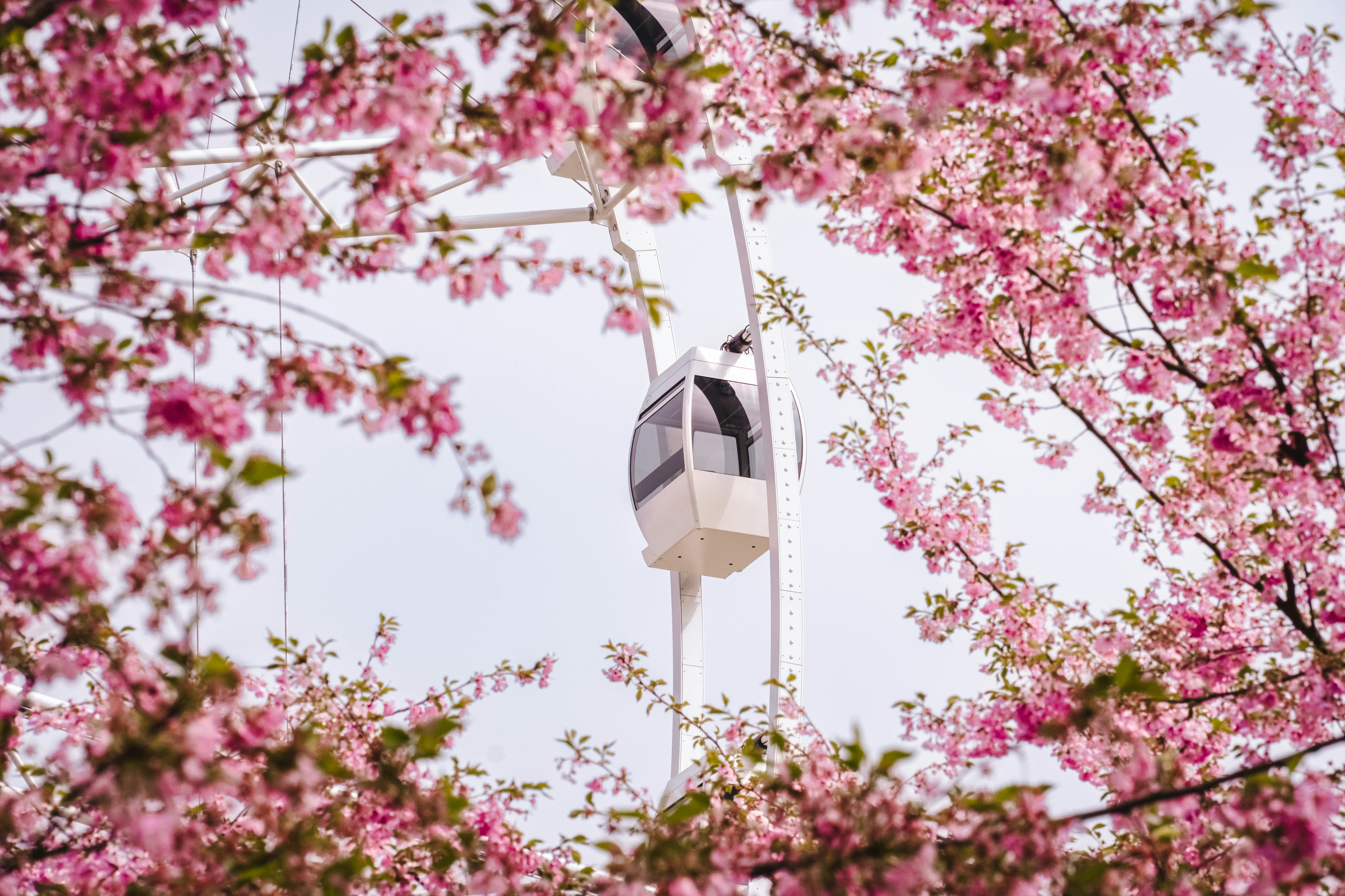 Blossoms Framing a Ferris Silence