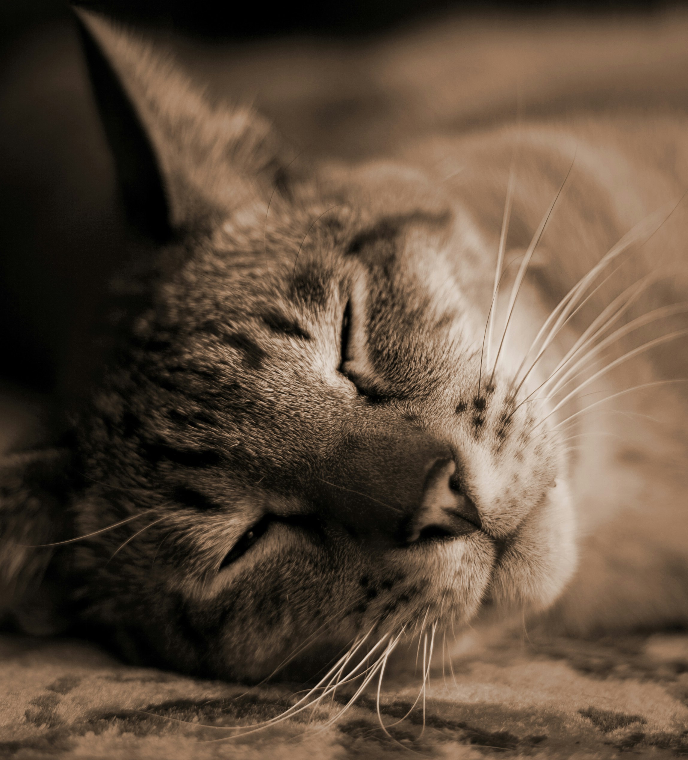 Soft Slumber: A Cat’s Quiet Rest in Sepia Tones