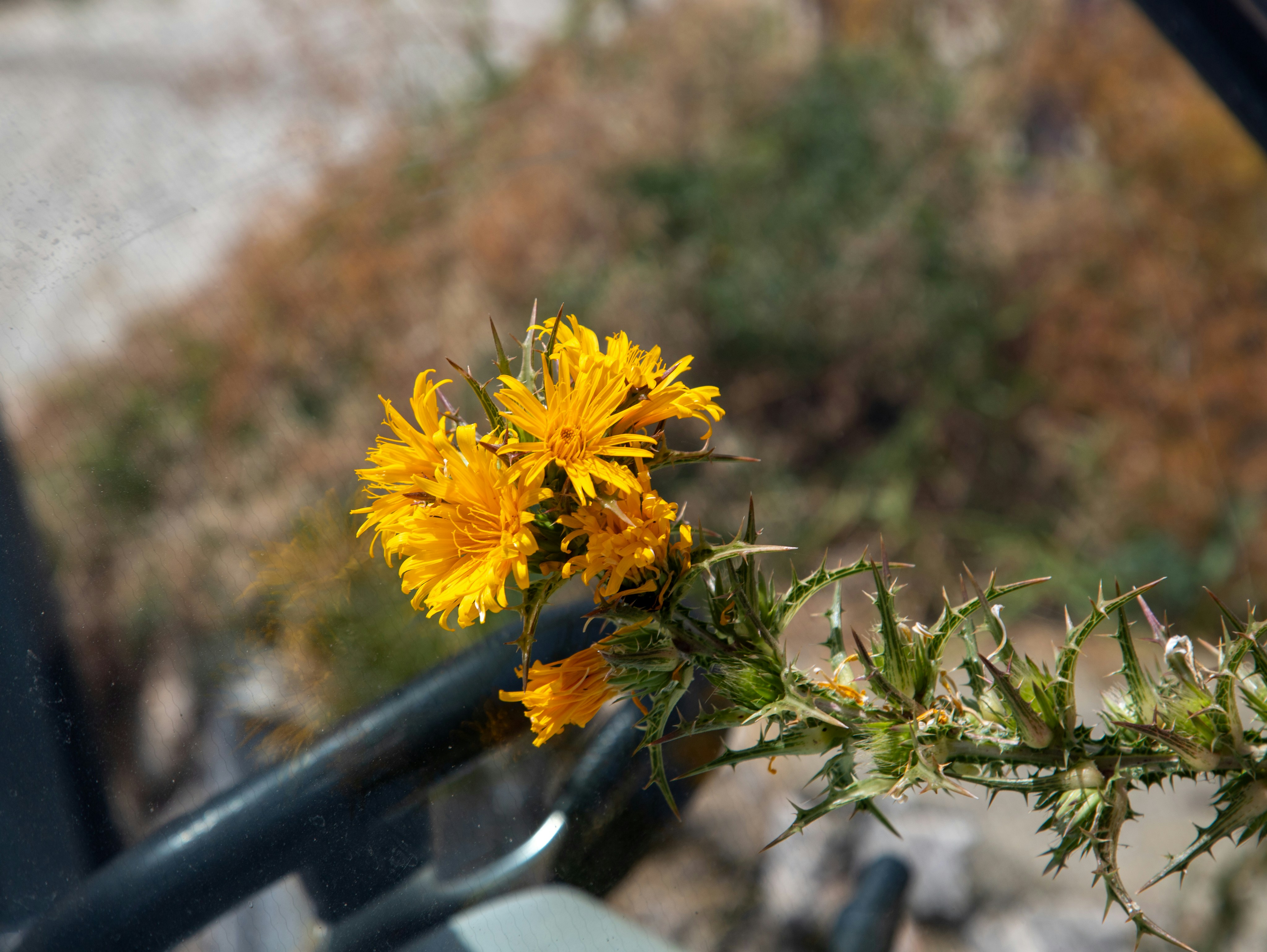Golden Yellows on a Thorned Stem by the Window
