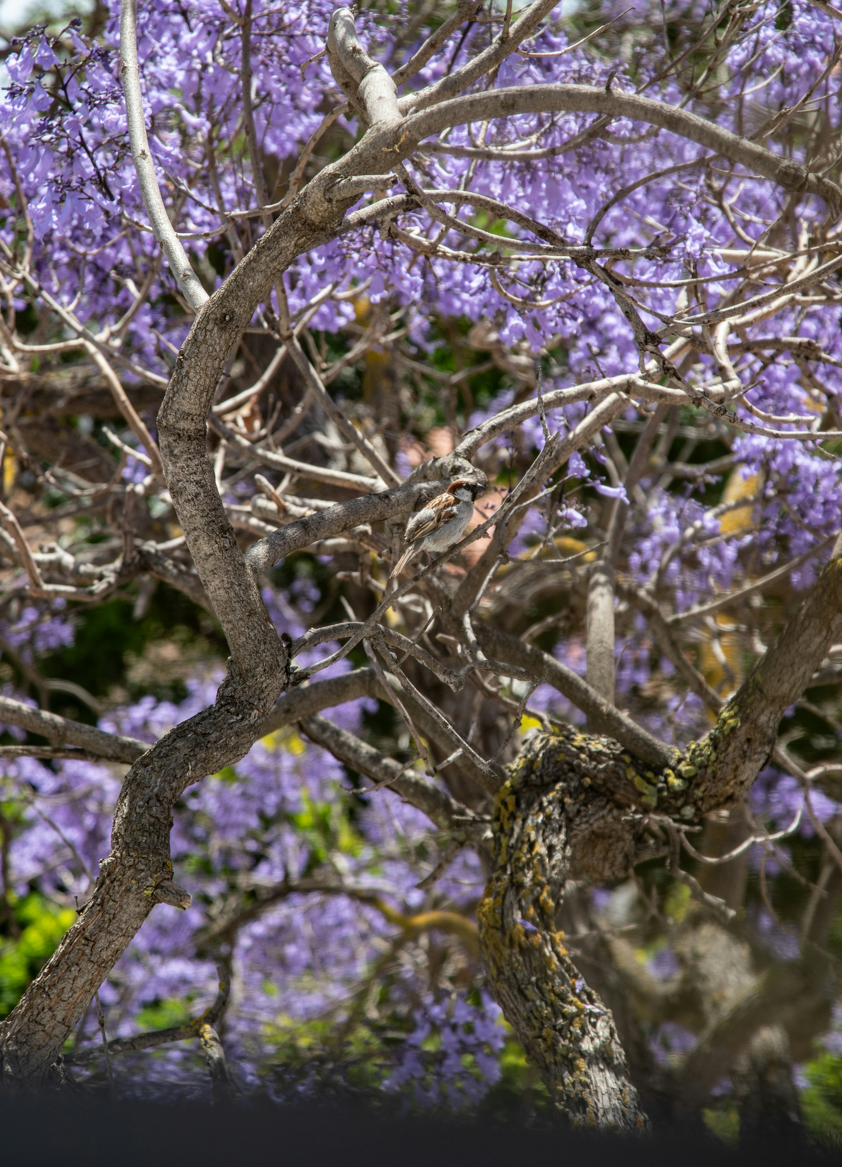 Twisting limbs and purple blooms: a jacaranda’s tangled frame
