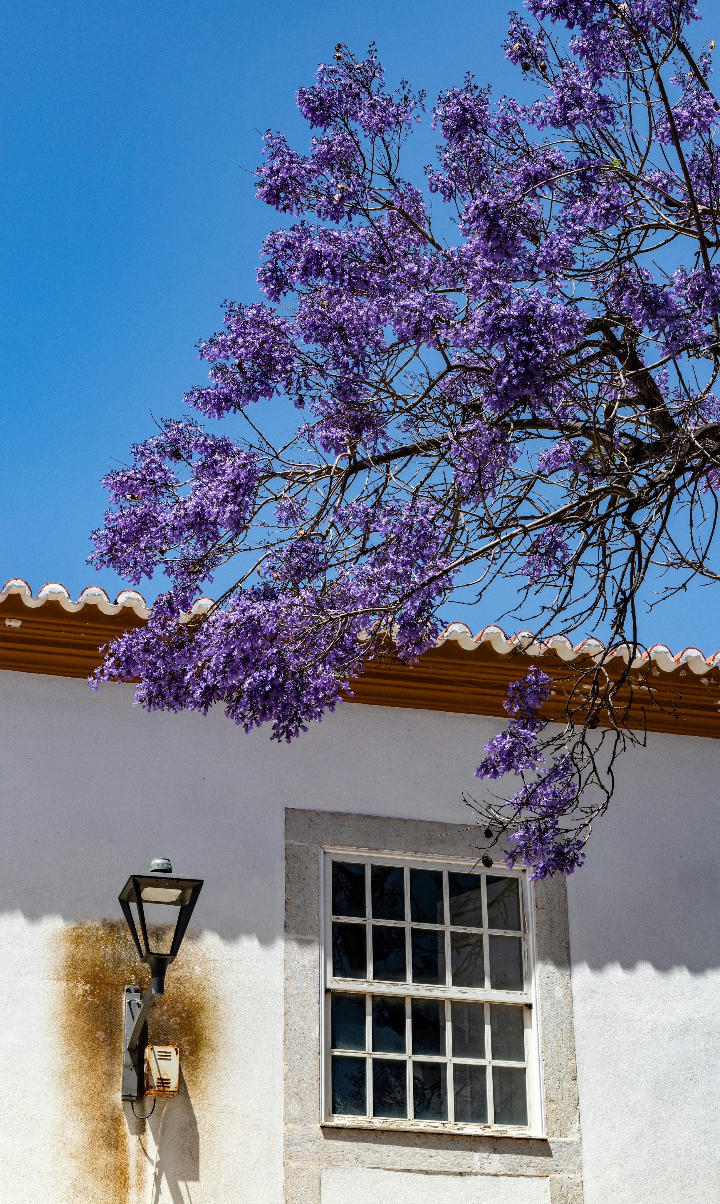 Purple Cascade Over a Whitewashed Facade