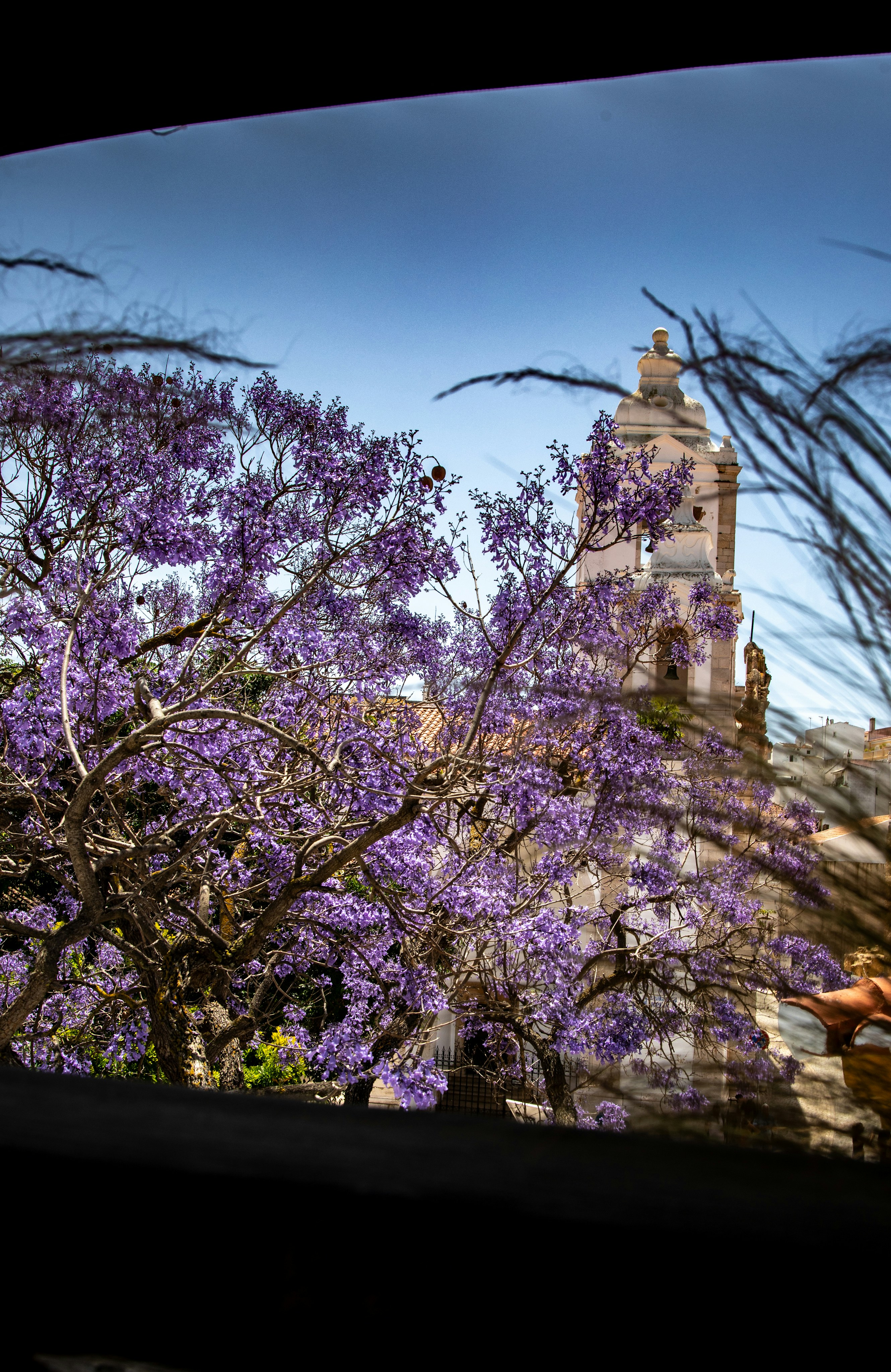 Wisteria in Bloom Beneath a City Tower