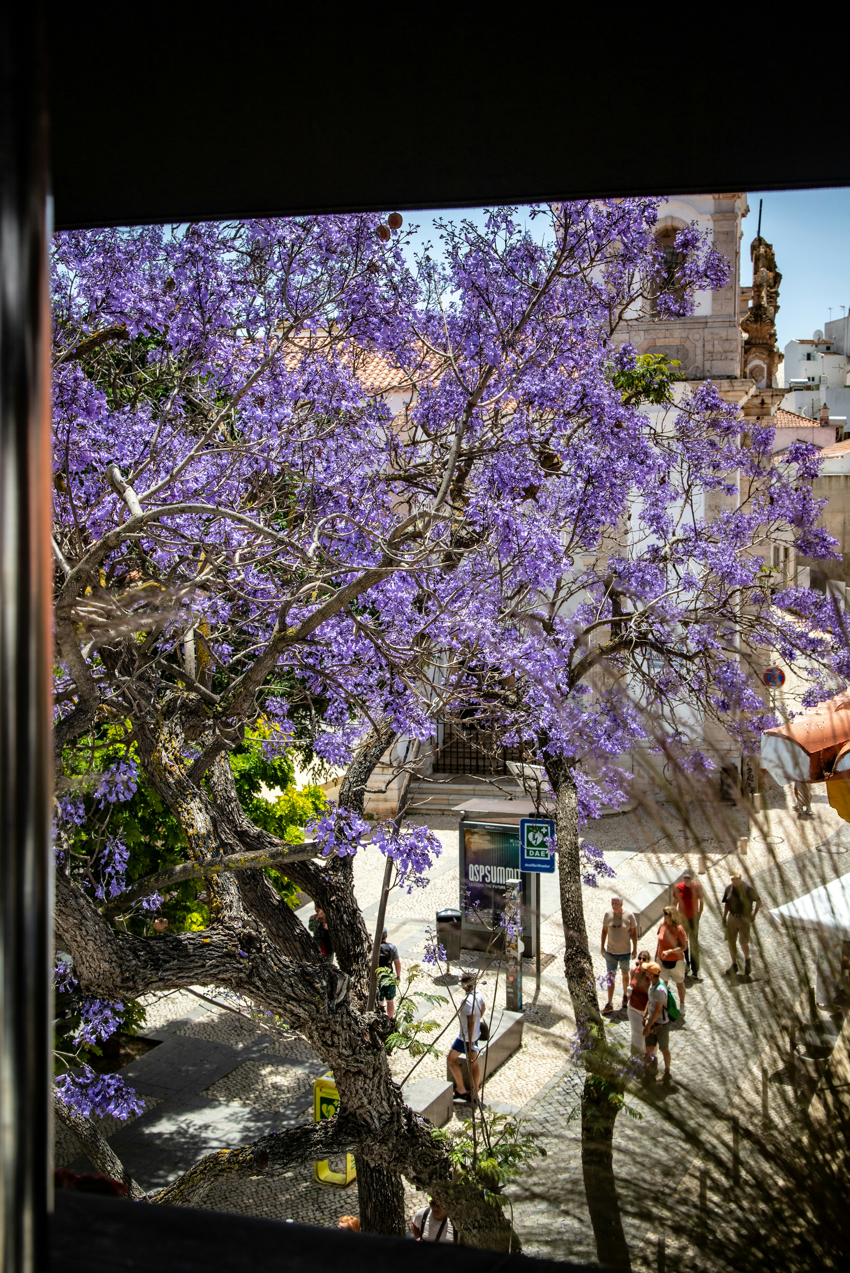 Purple Canopy Over a Sunlit Callejón