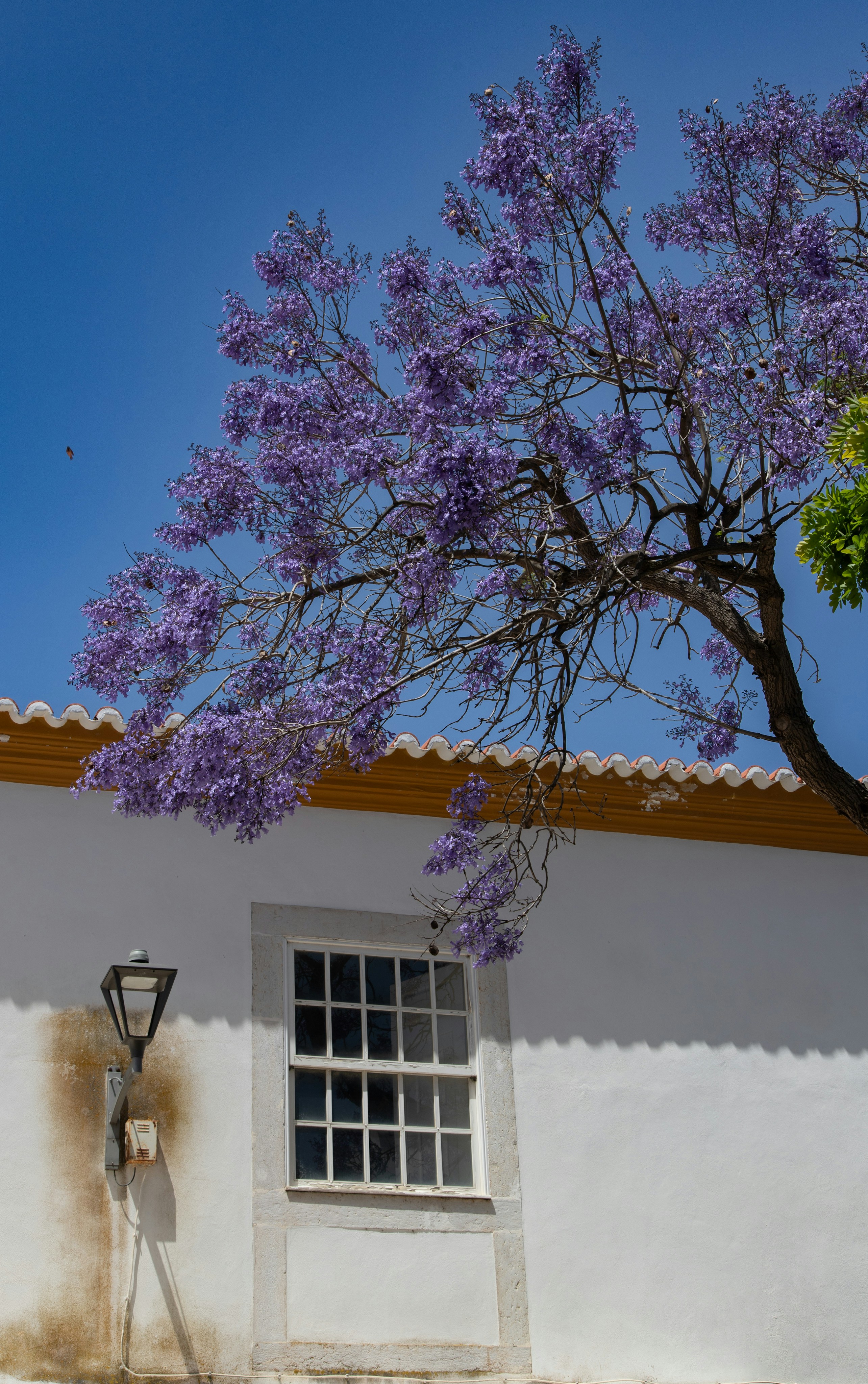 Crimson-vined Canopy Over a Sunlit Mediterranean Wall