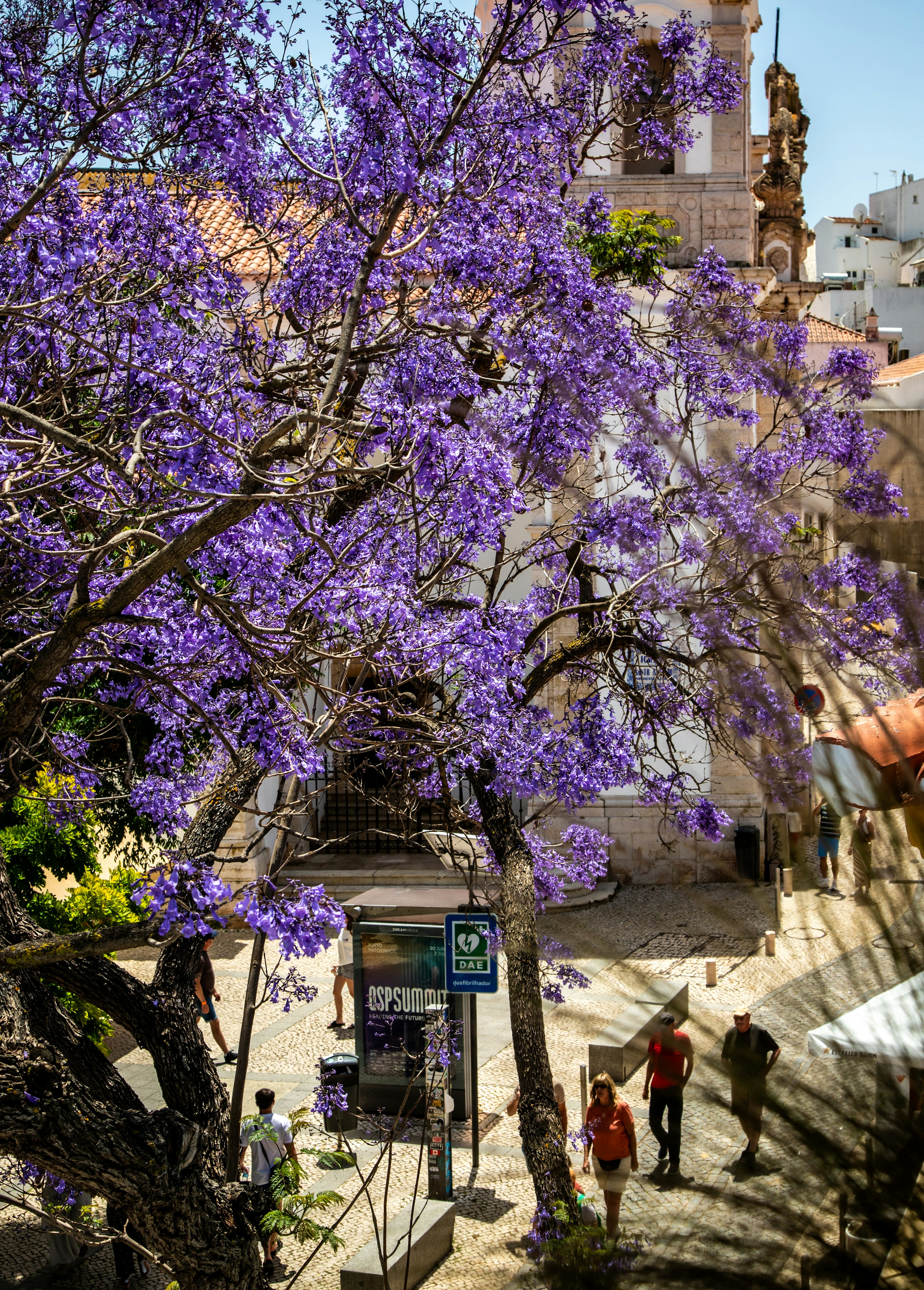 Violet Cascade Over Cortes Facade