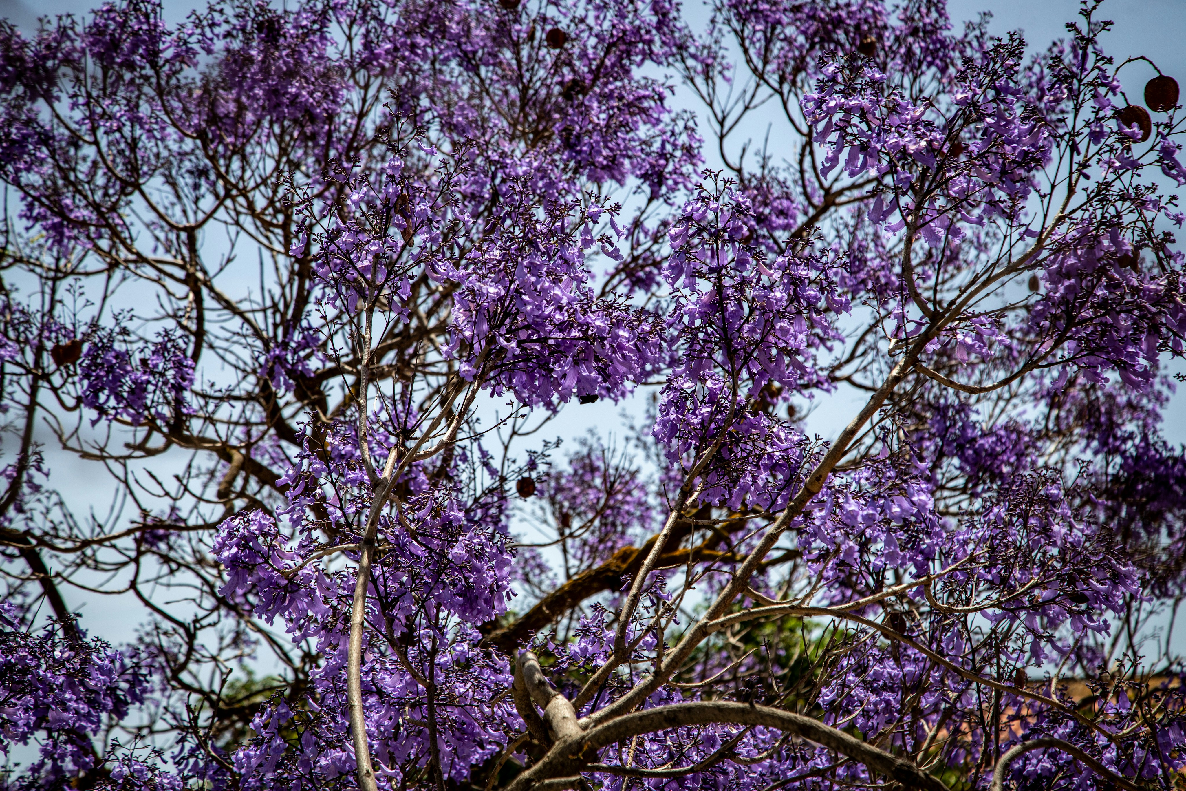 Purple Cloud of Jacaranda: Branches Cradling the Sky