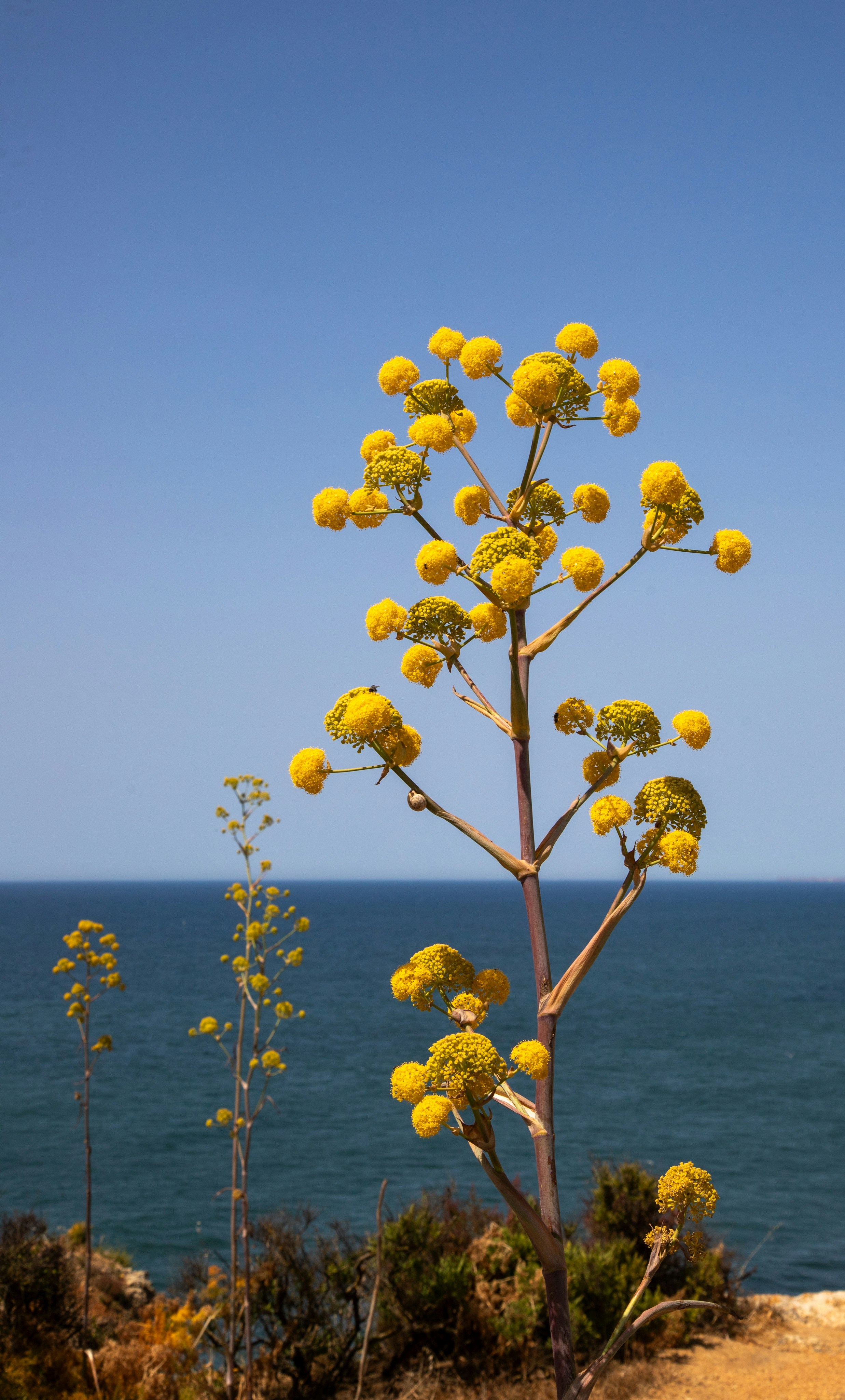 Sunlit Yellow Urn: Coastal Wildflower Reaching Toward the Sky