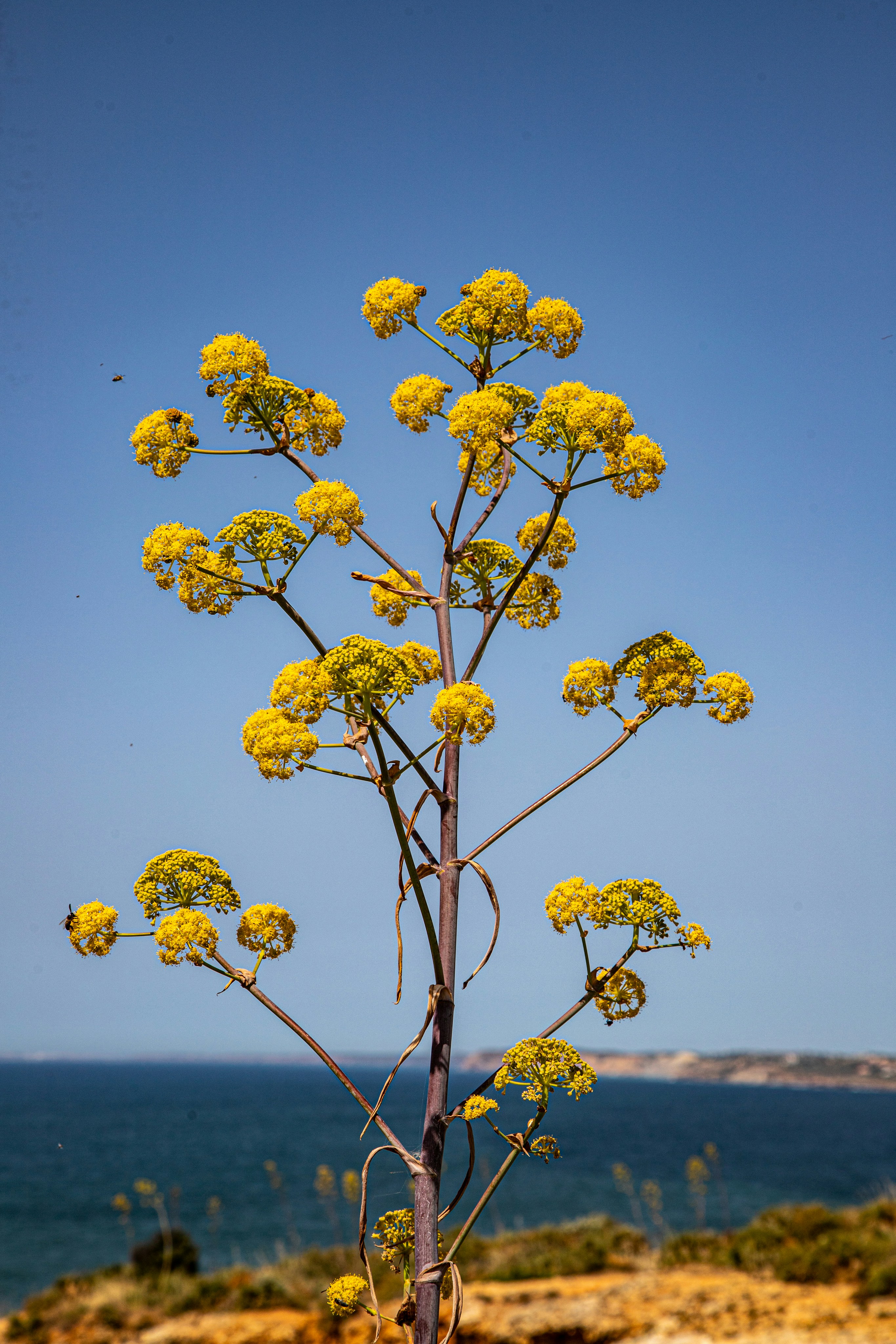 Yellow Umbrellas in the Coastal Breeze