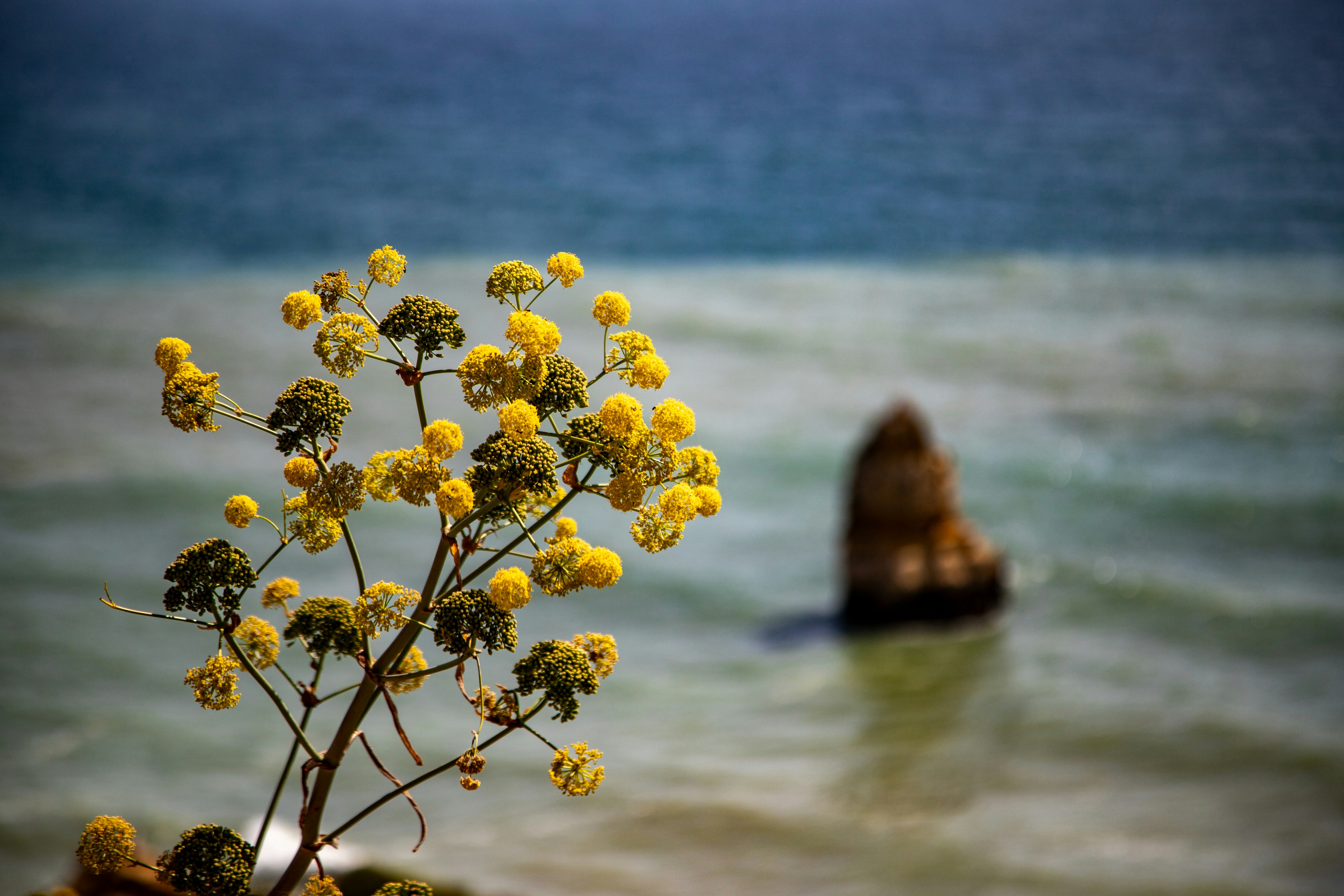 Yellow bloom in focus, sea and rock silhouette in soft distance