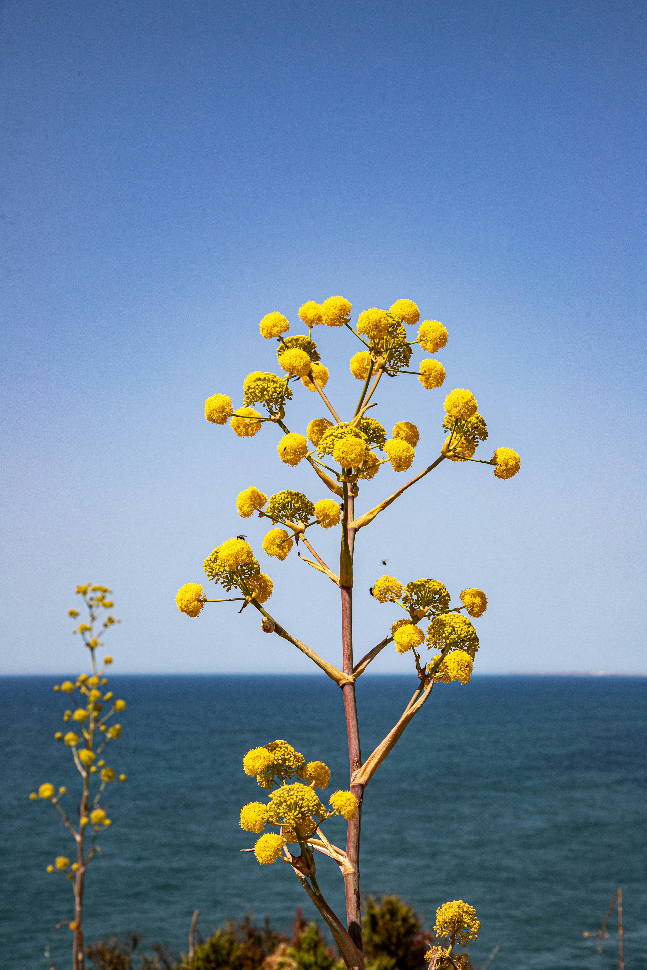 Golden Umbellifers: Coastal Flora Reaching Toward a Clear Sky