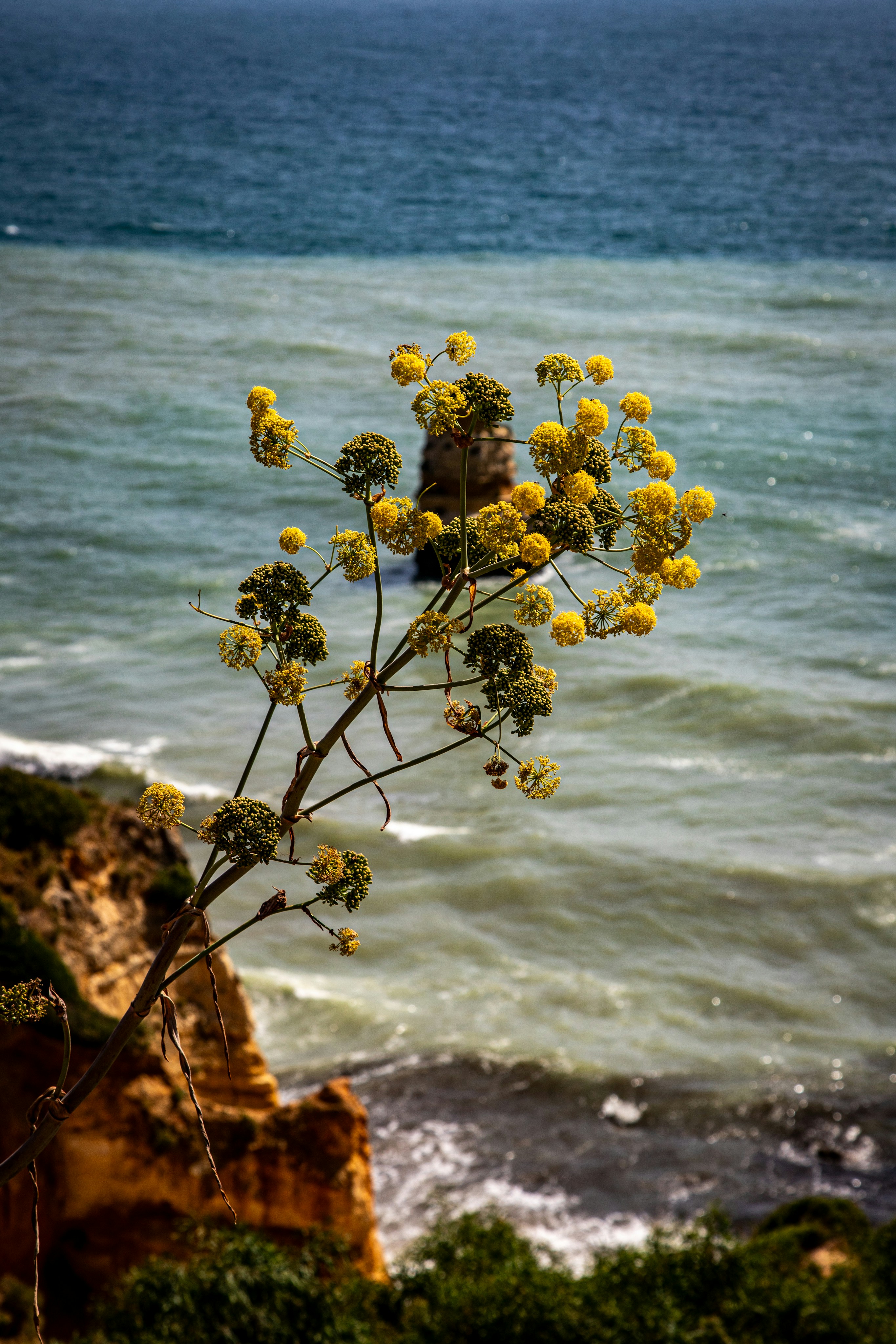 Yellow Umbrella of Bloom Against Coastal Backdrop