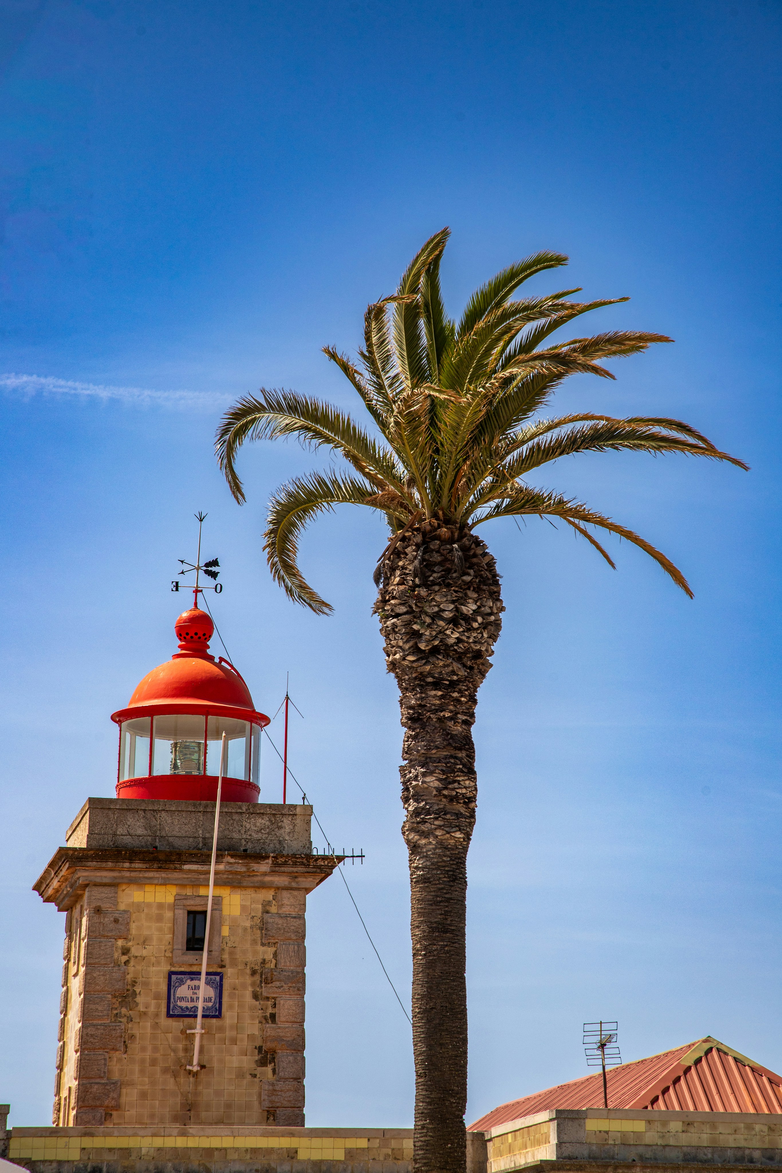 Palm Sentinel beside the Red Beacon