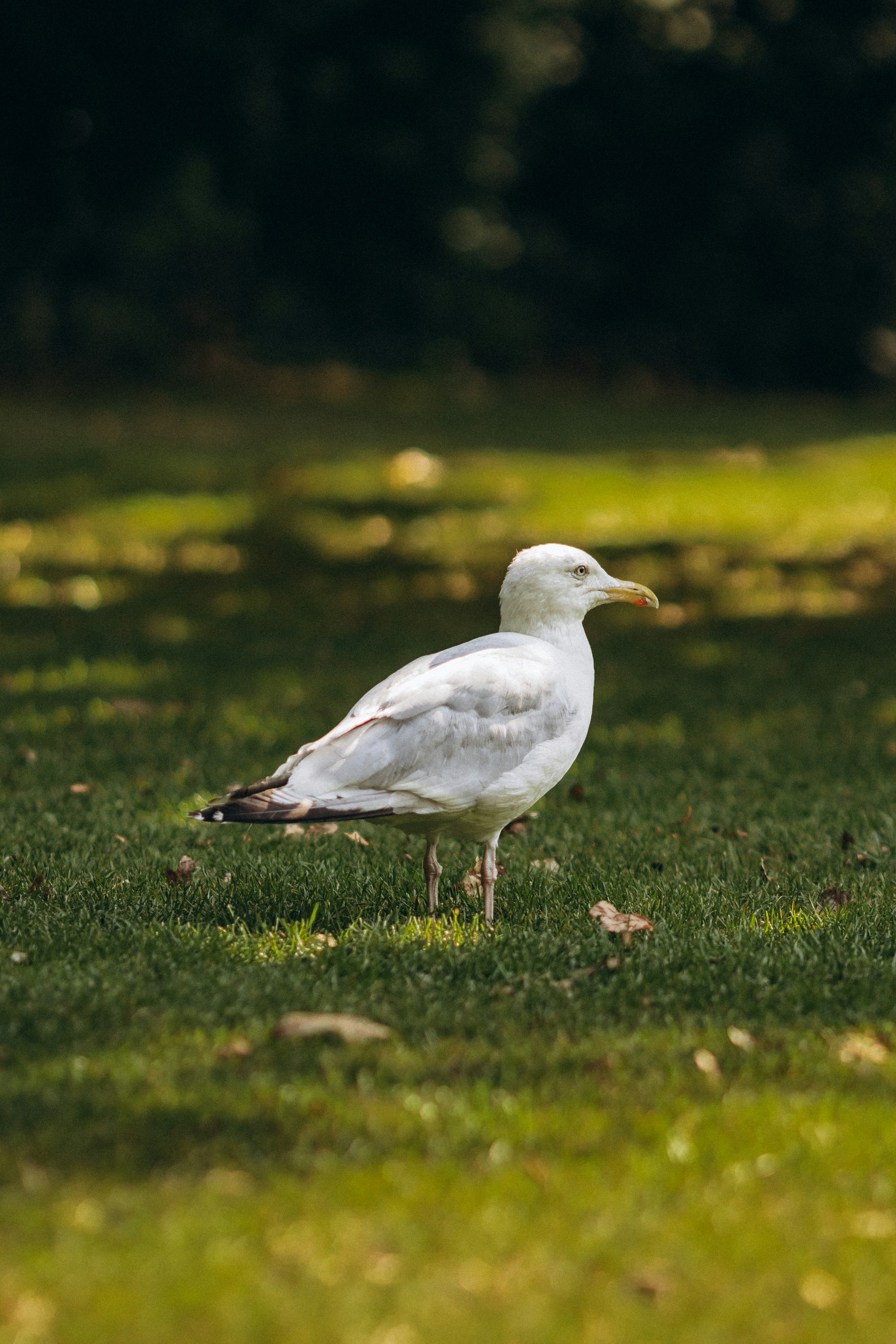 White Gull Amid Sunlit Grass