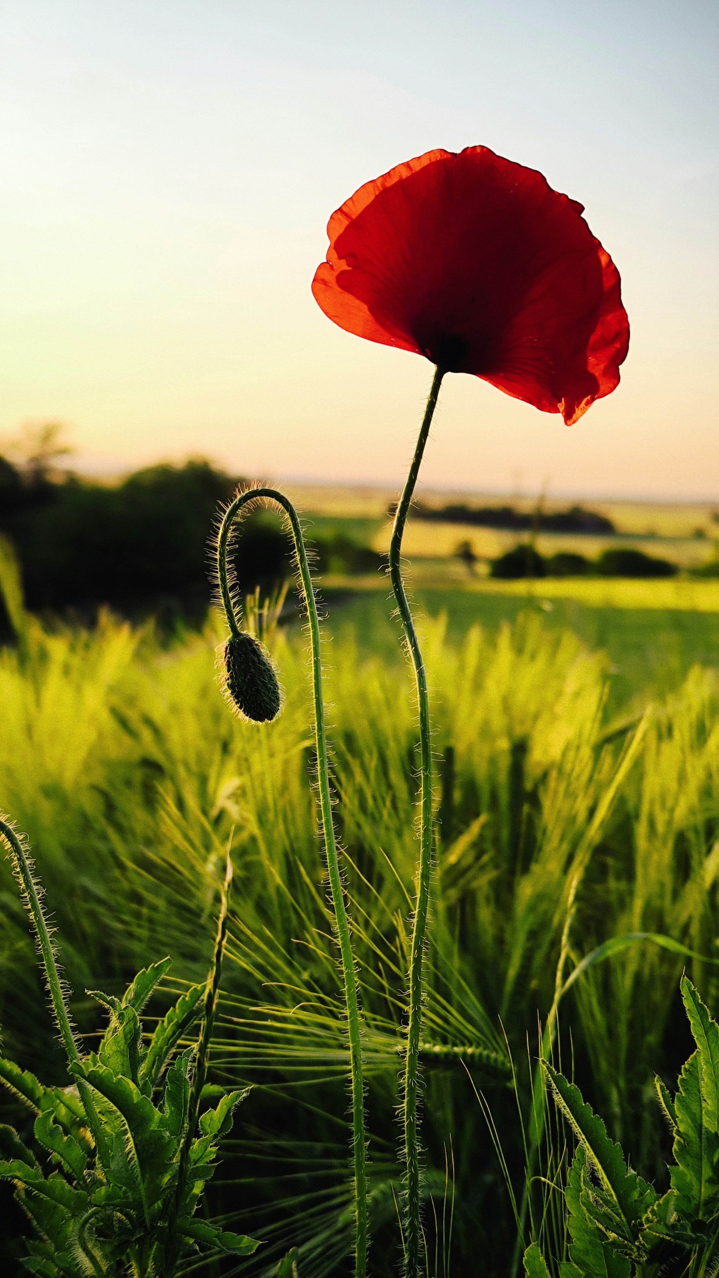 Red Silk in the Field: A Crimson Poppy Against the Sunset
