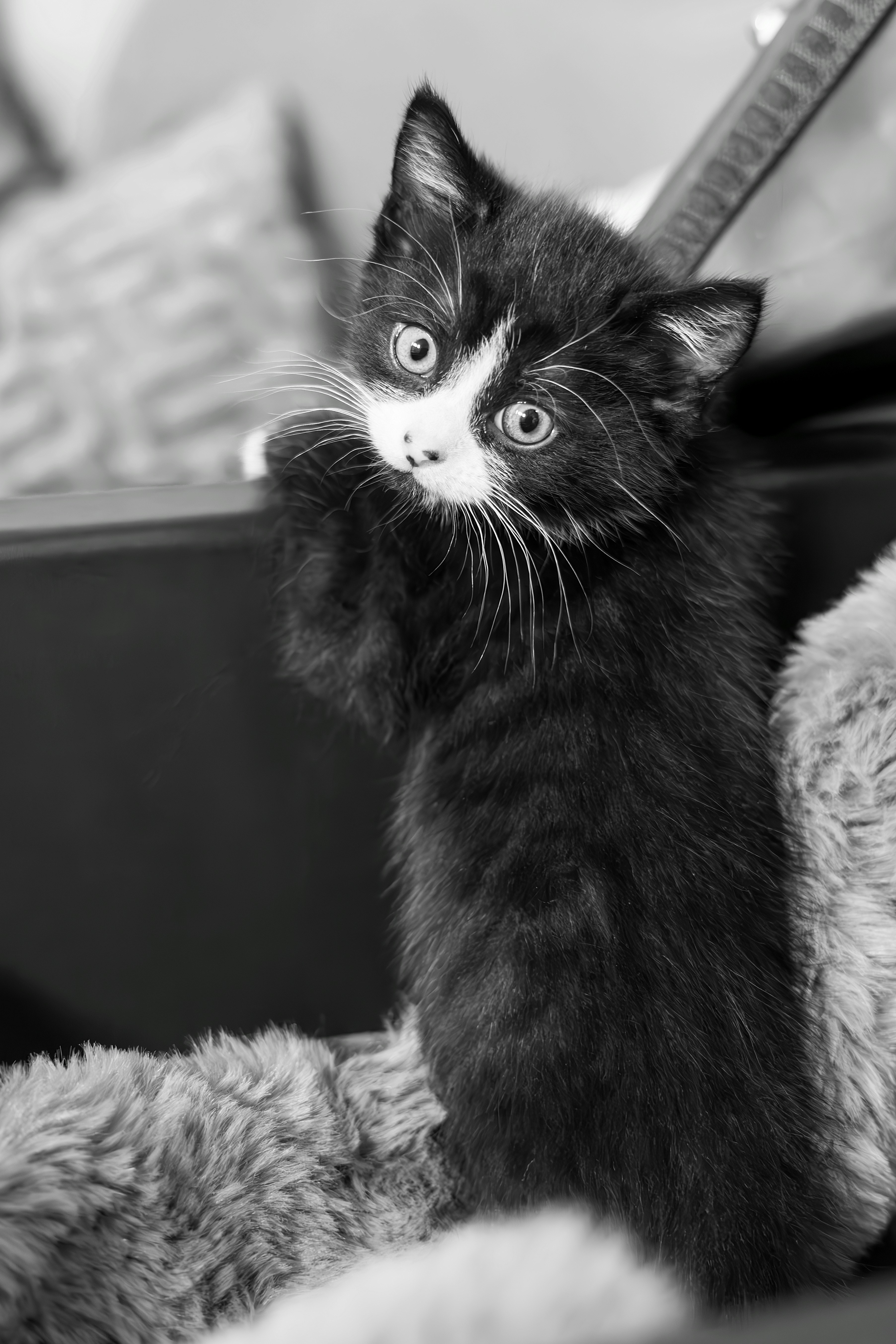 Curious Kitten Breaks the Fourth Wall